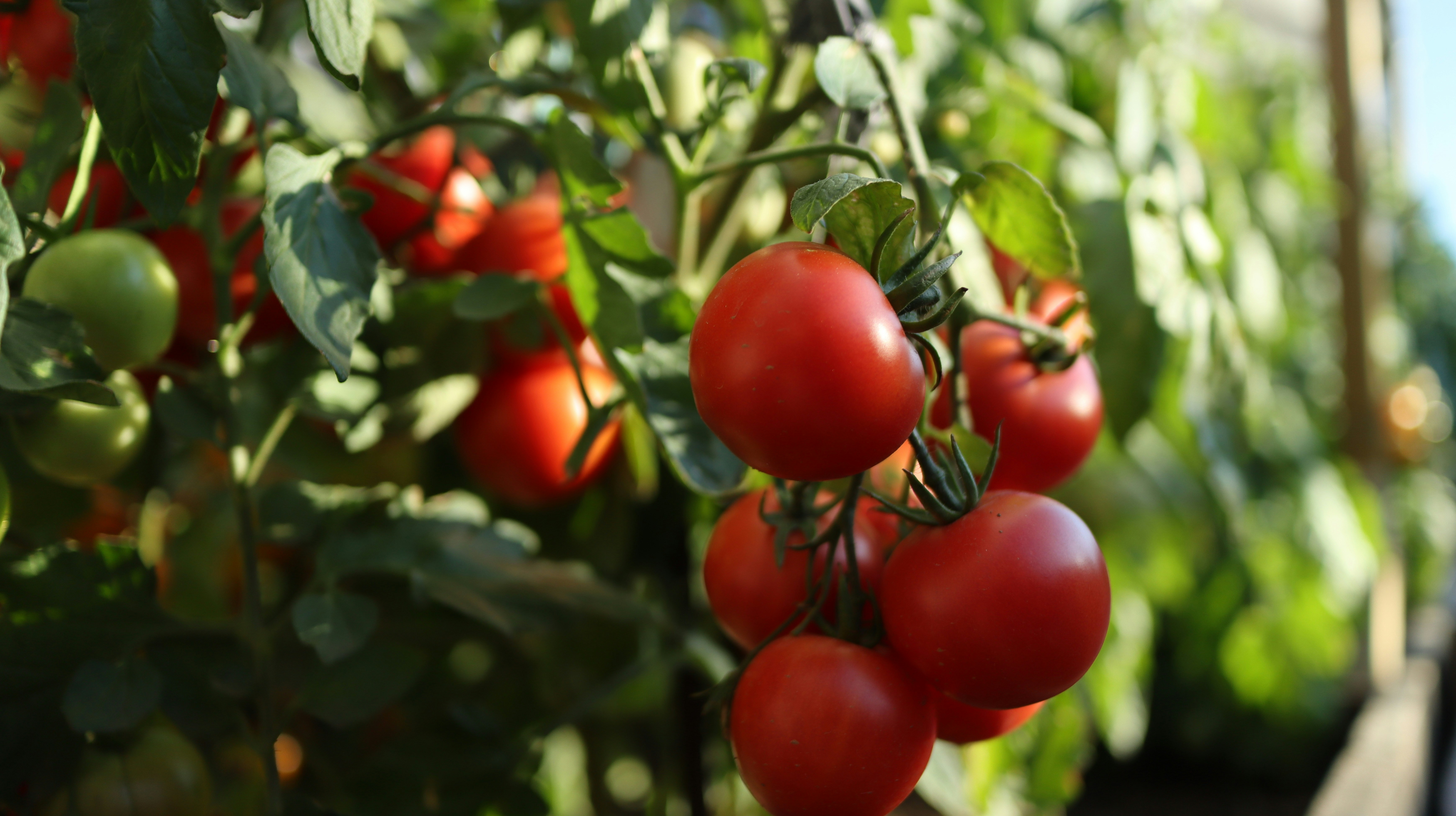 Cluster of ripe tomatoes on a vine with green leaves and blurred background; fresh produce in a garden setting.