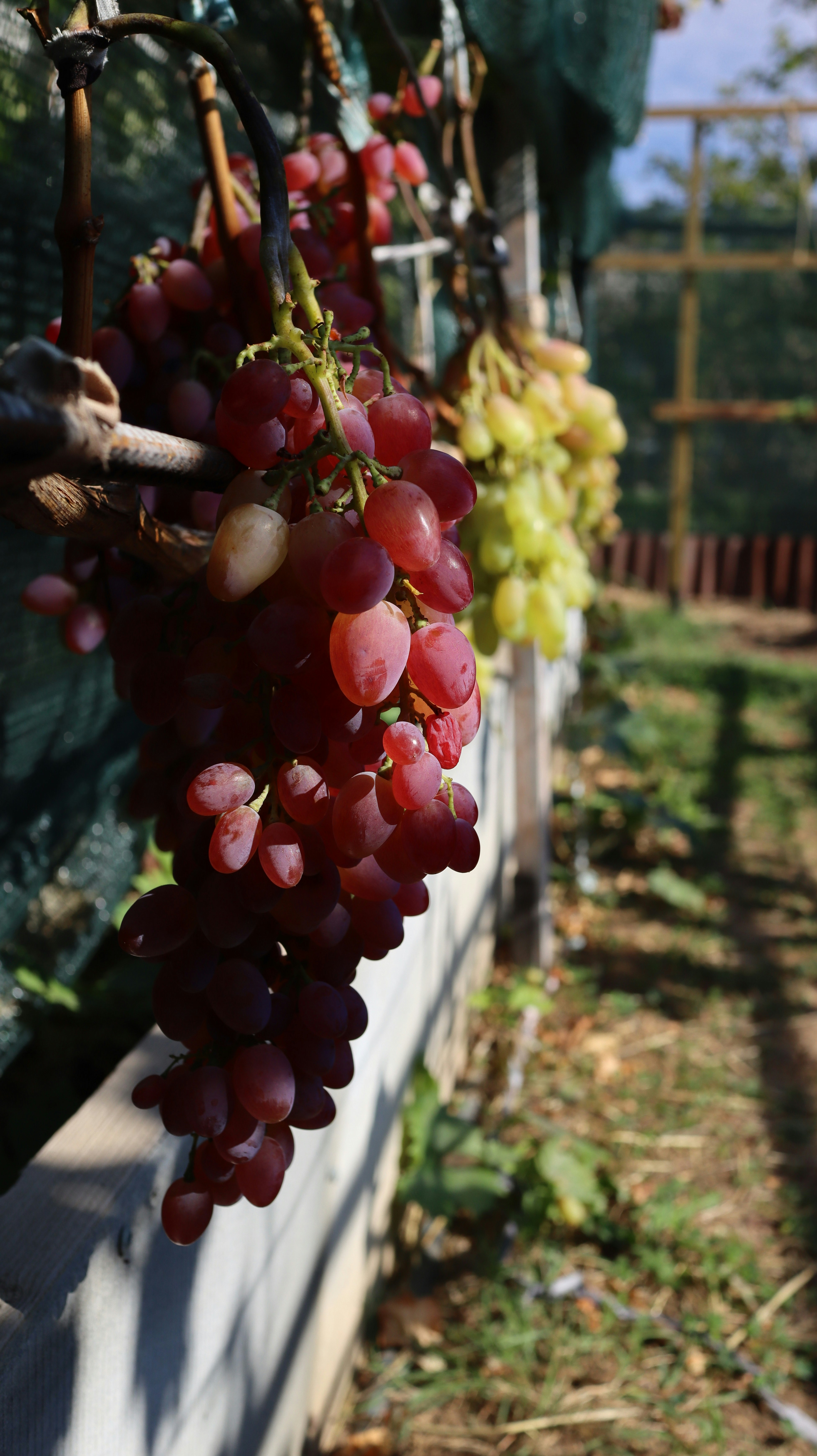 Grapes in Focus: Sunlit Clusters by a Garden Fence