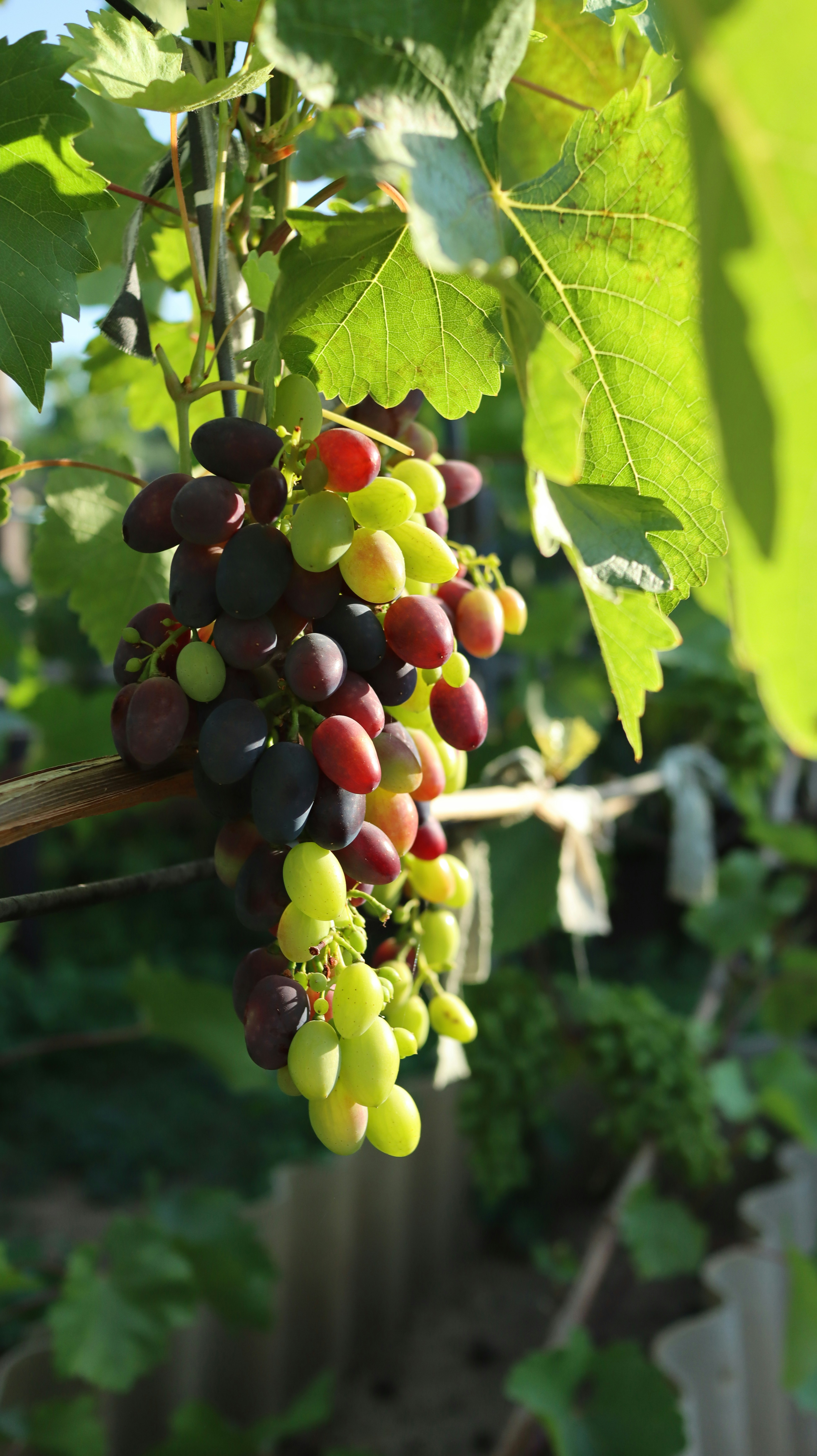 Sunlit Bunch: Ripening Grapes in a Verdant Shade