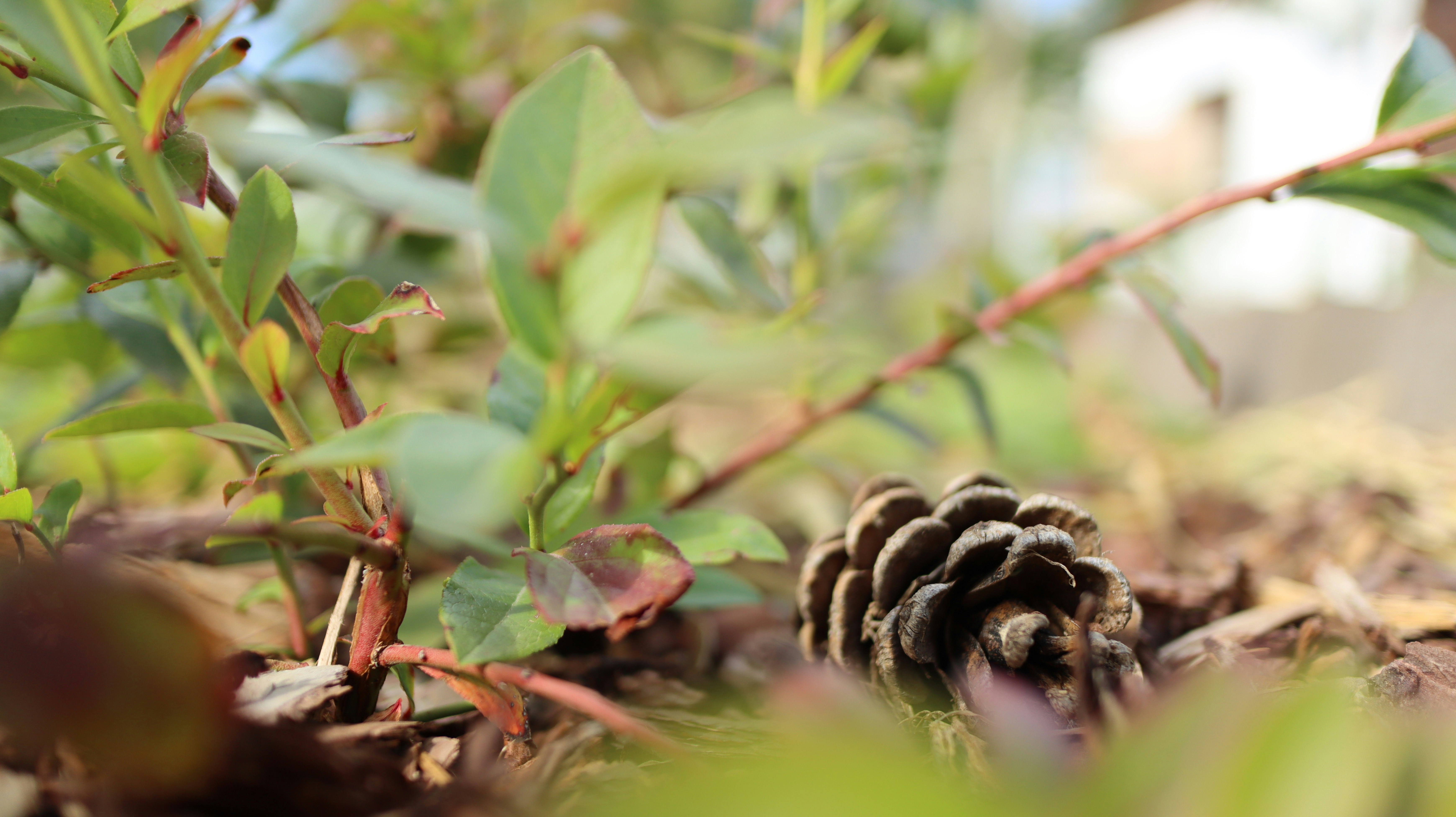 Pinecone in Focus: Quiet Forest Floor Emergence