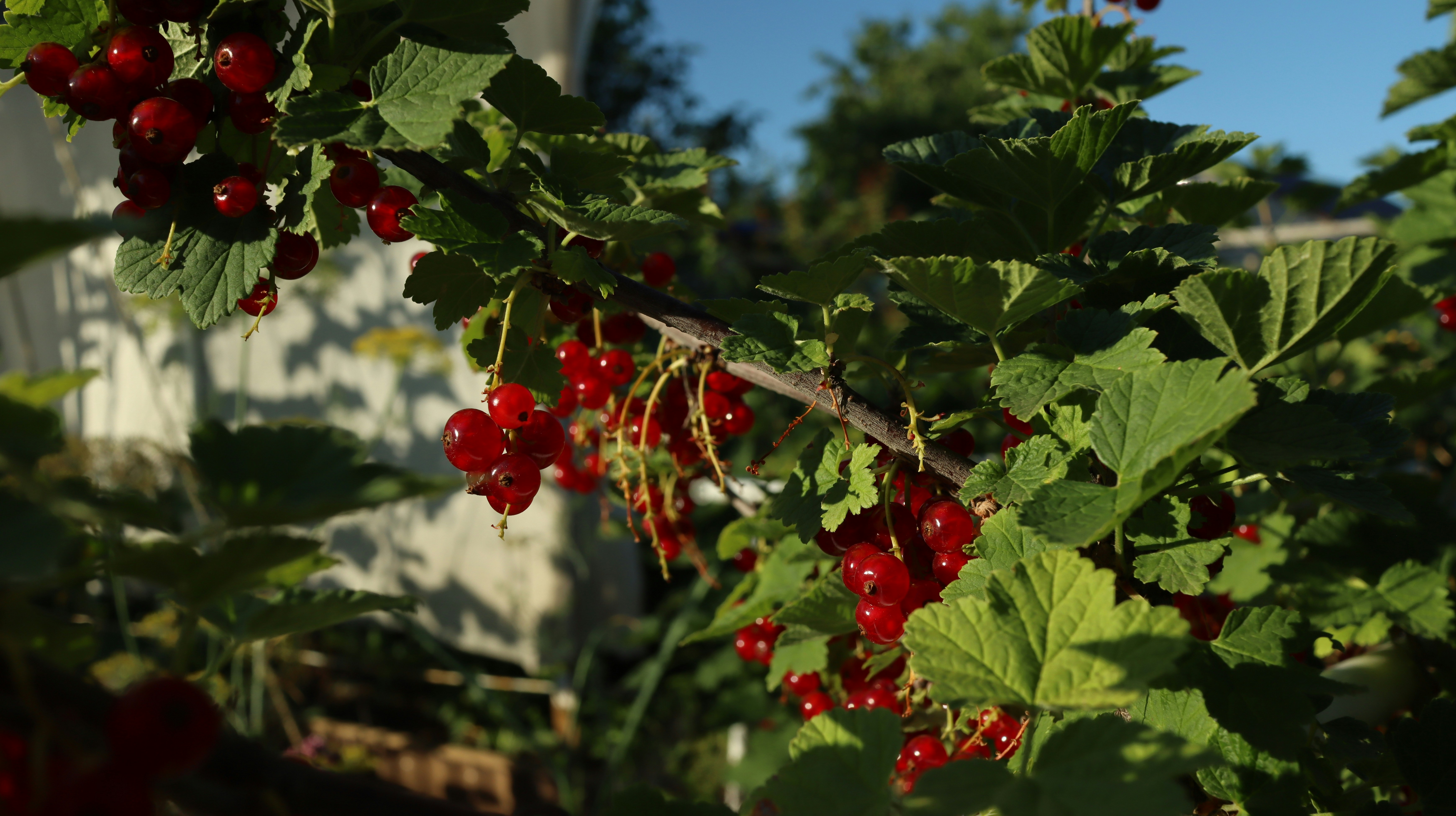 Red Currant Cluster in Sunlit Garden