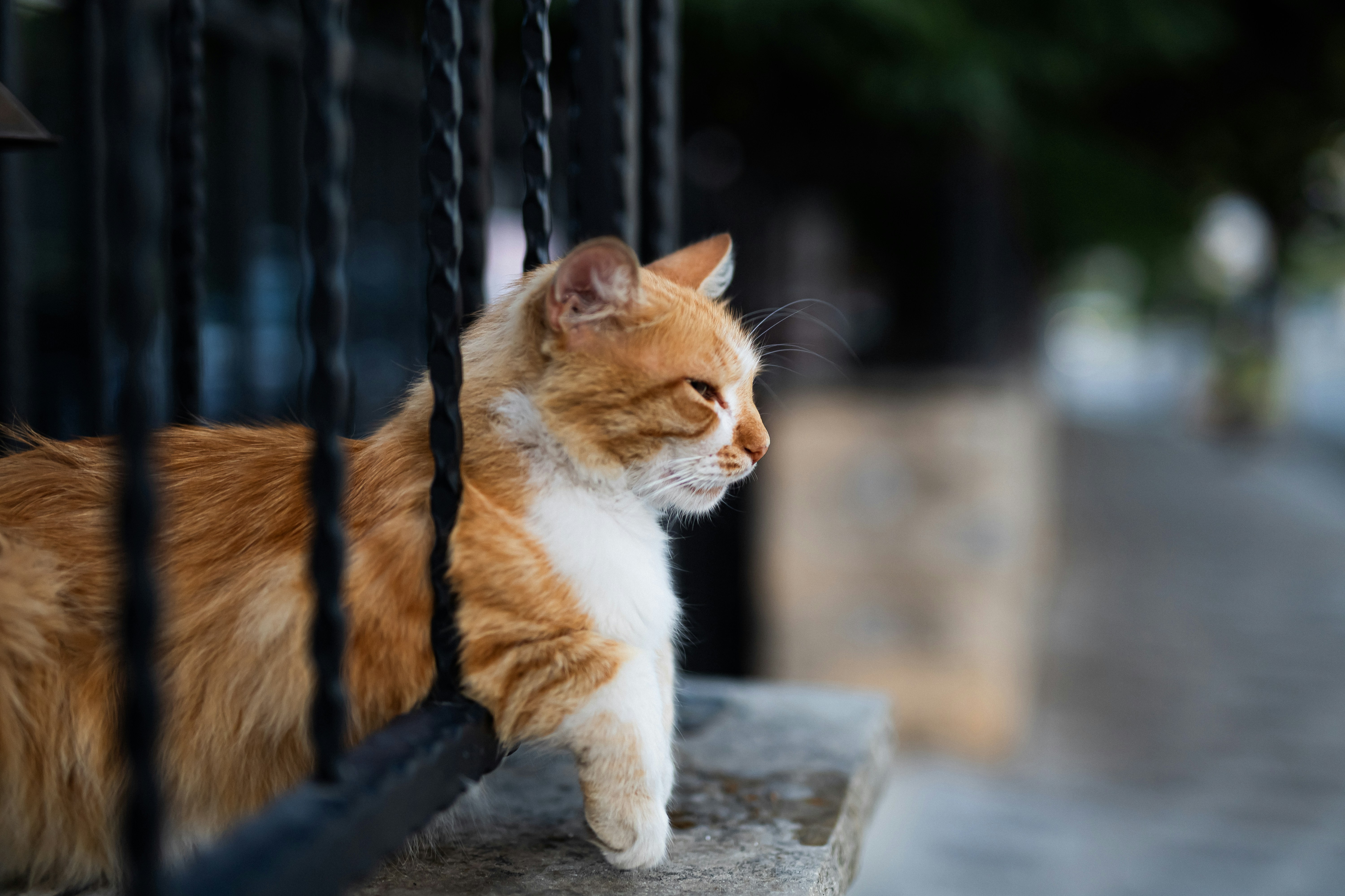 Amber Muse at the Railing: A Cat’s Curious Gaze