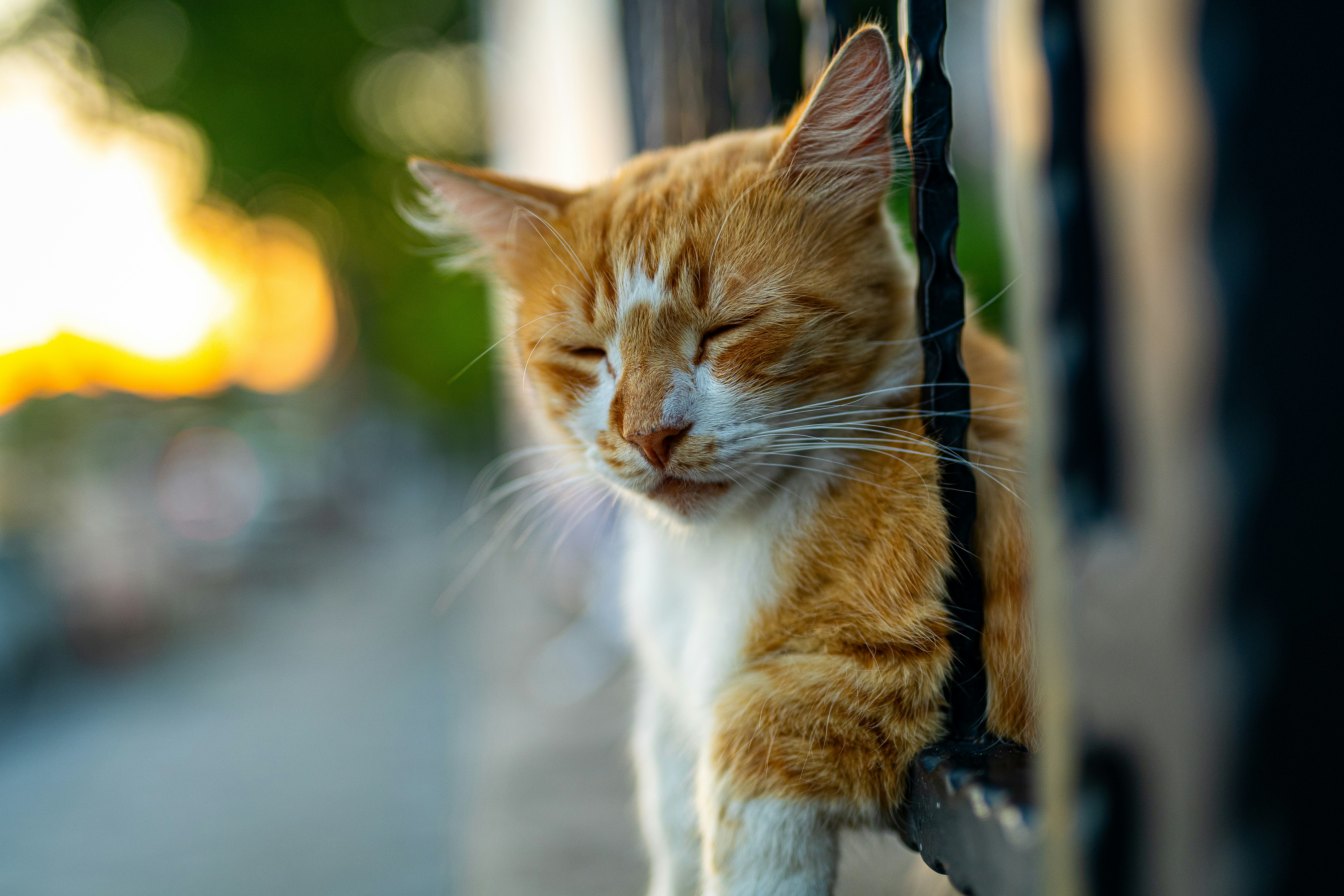 Sunset Catnap: Ginger Feline resting on a railing