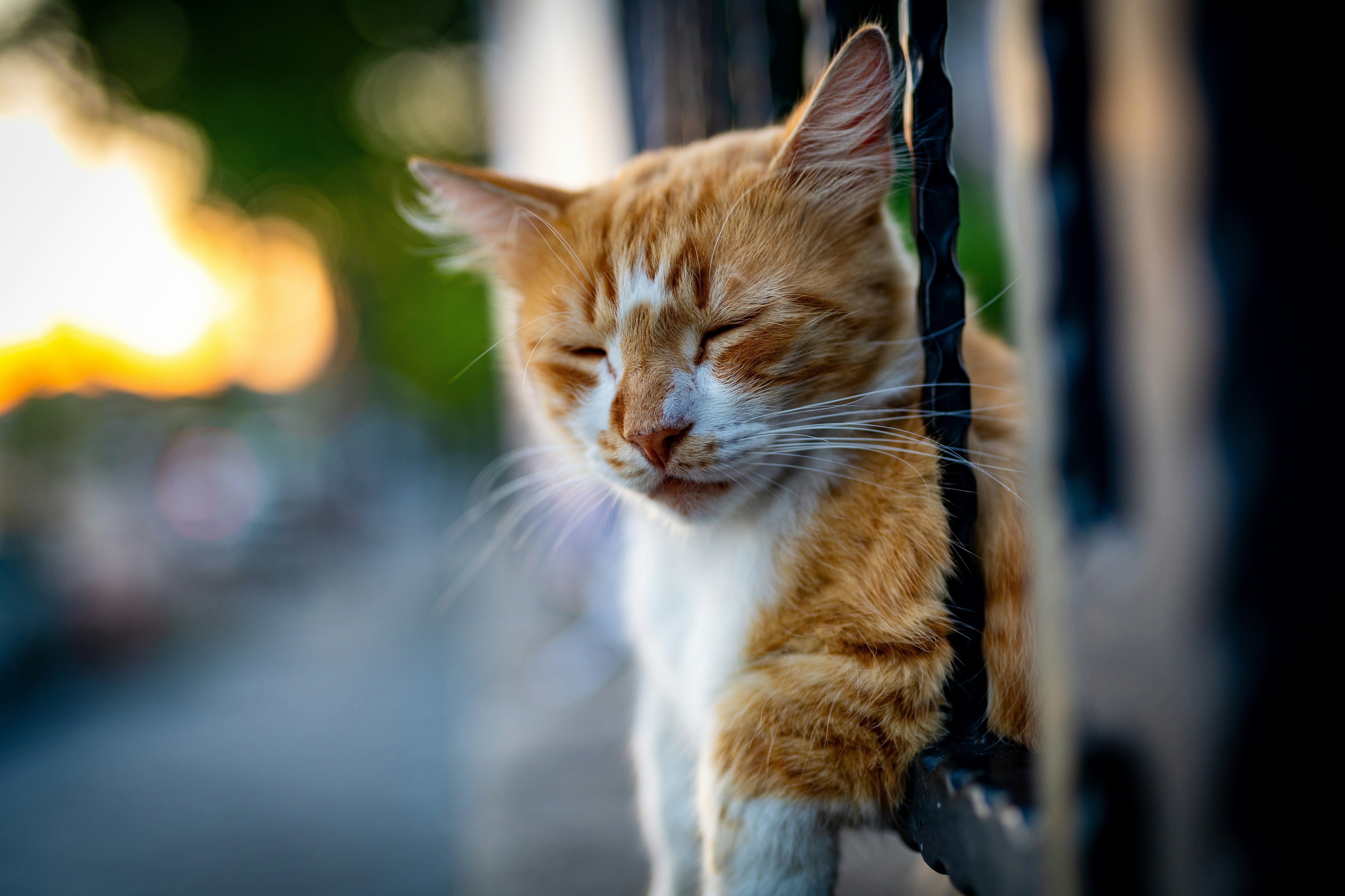 Sunset Whiskers: A Cat's Quiet Moment Between Play and Pause
