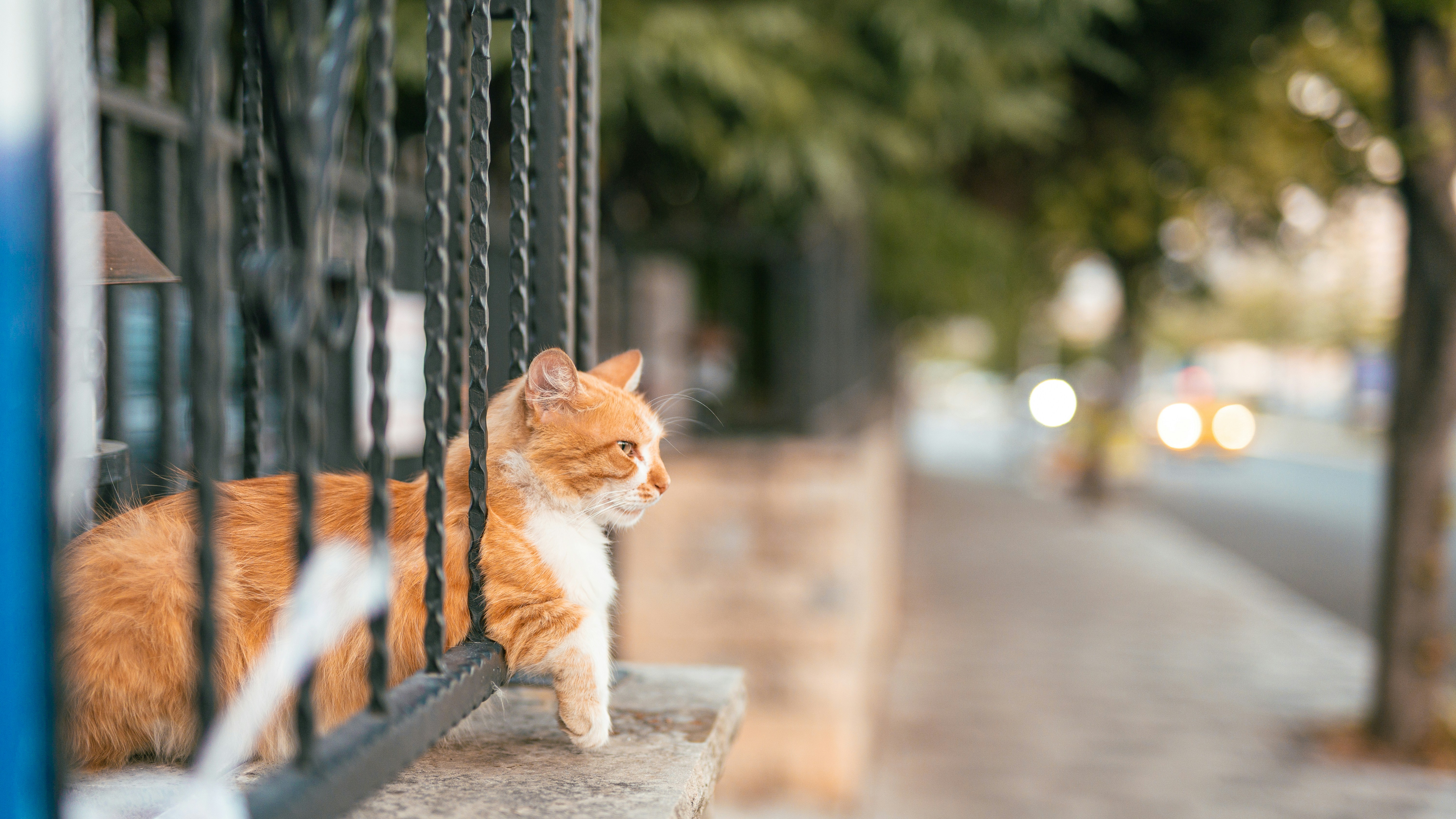 Orange Kitten on a Quiet Street Confronts the Daylight