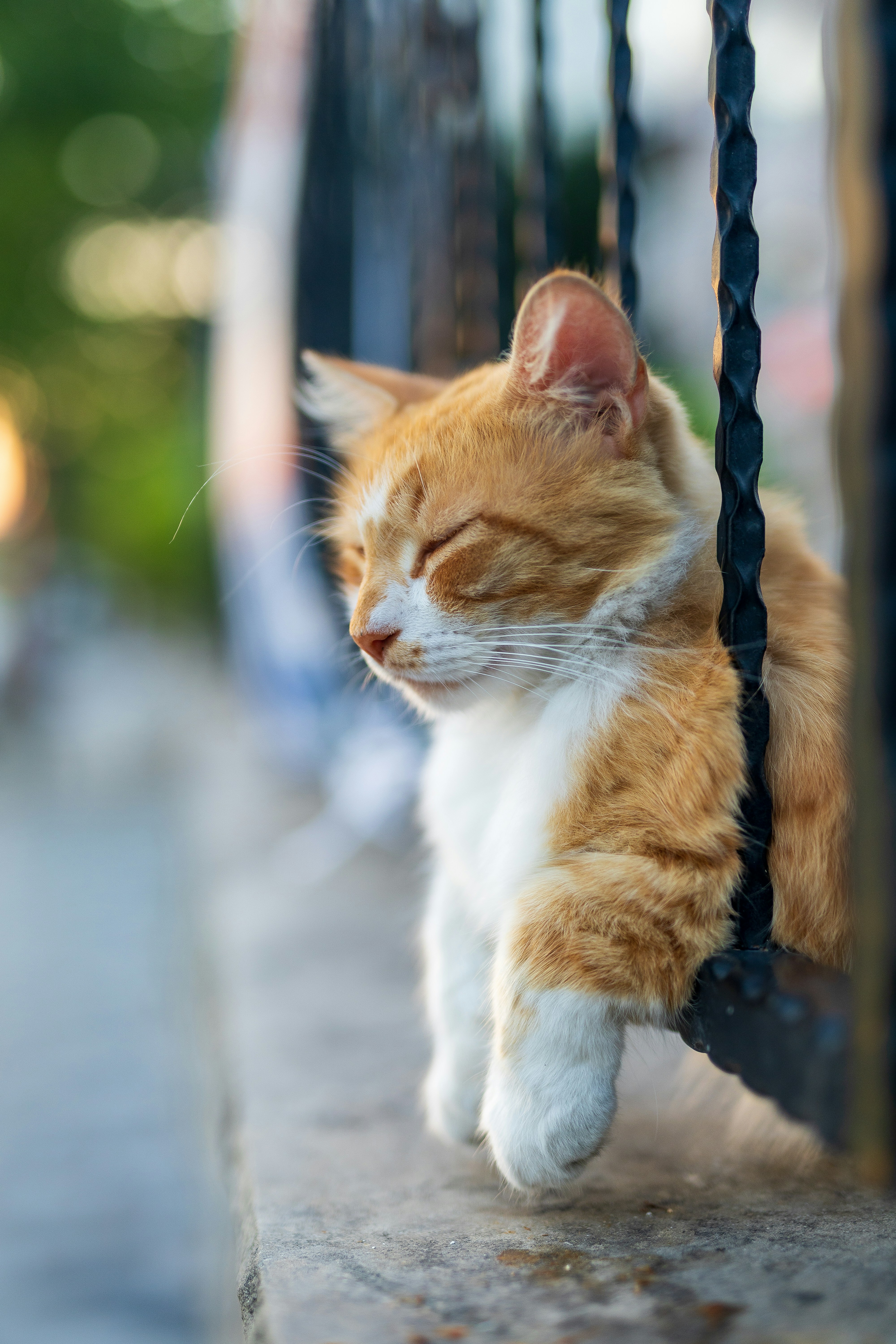 Sunlit Nap: Ginger Cat Dozing Along a Metal Fence
