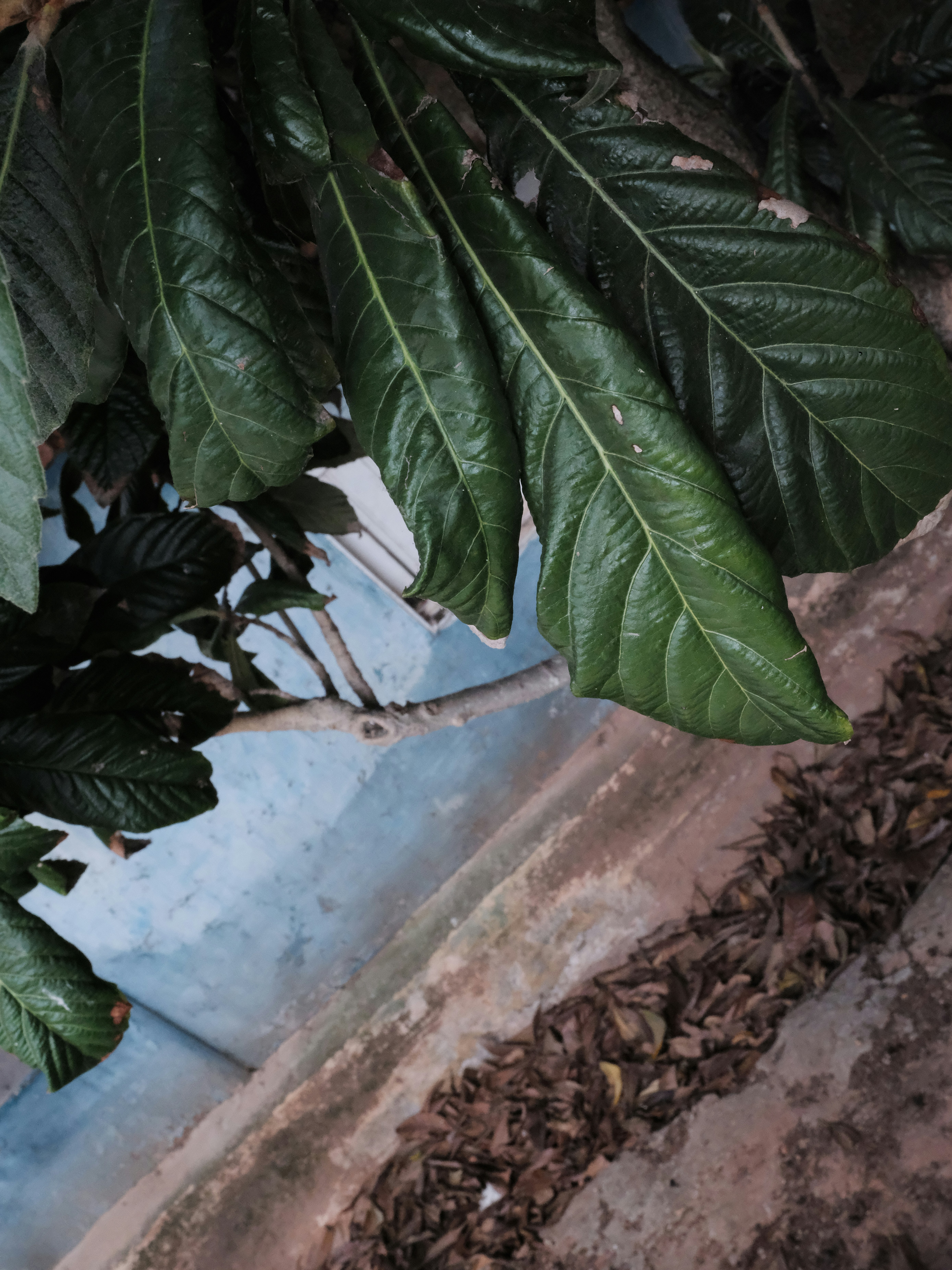 Emerald Vein: A Close Knit of Glossy Leaves Along a Weathered Edge