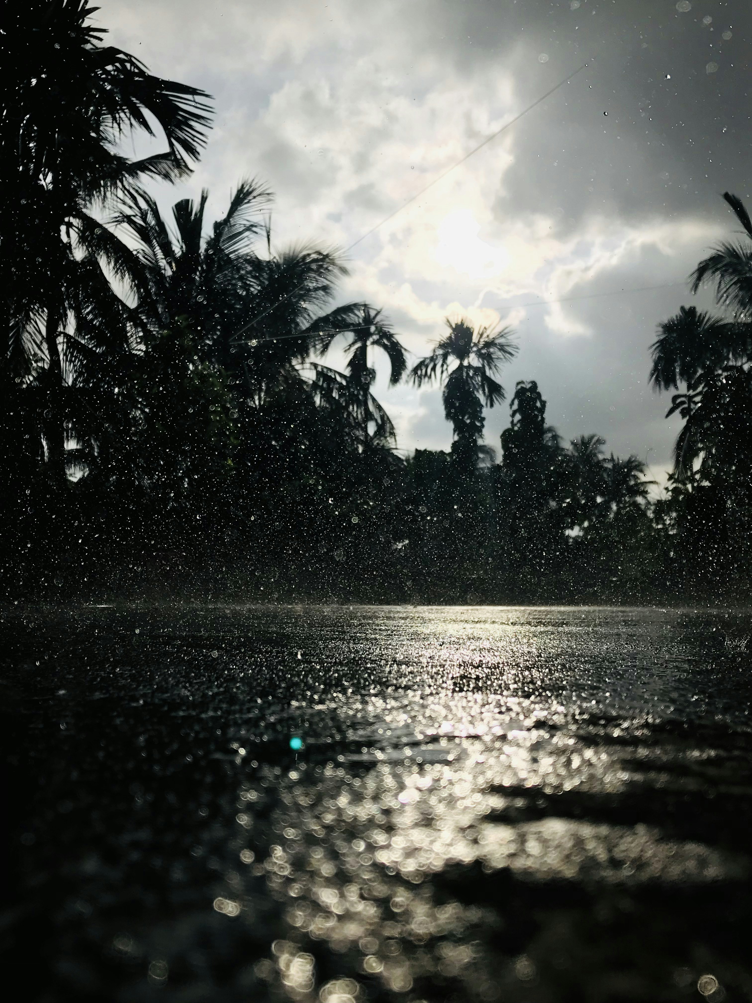 Rain-kissed silhouette: palms and shimmering shore at dusk