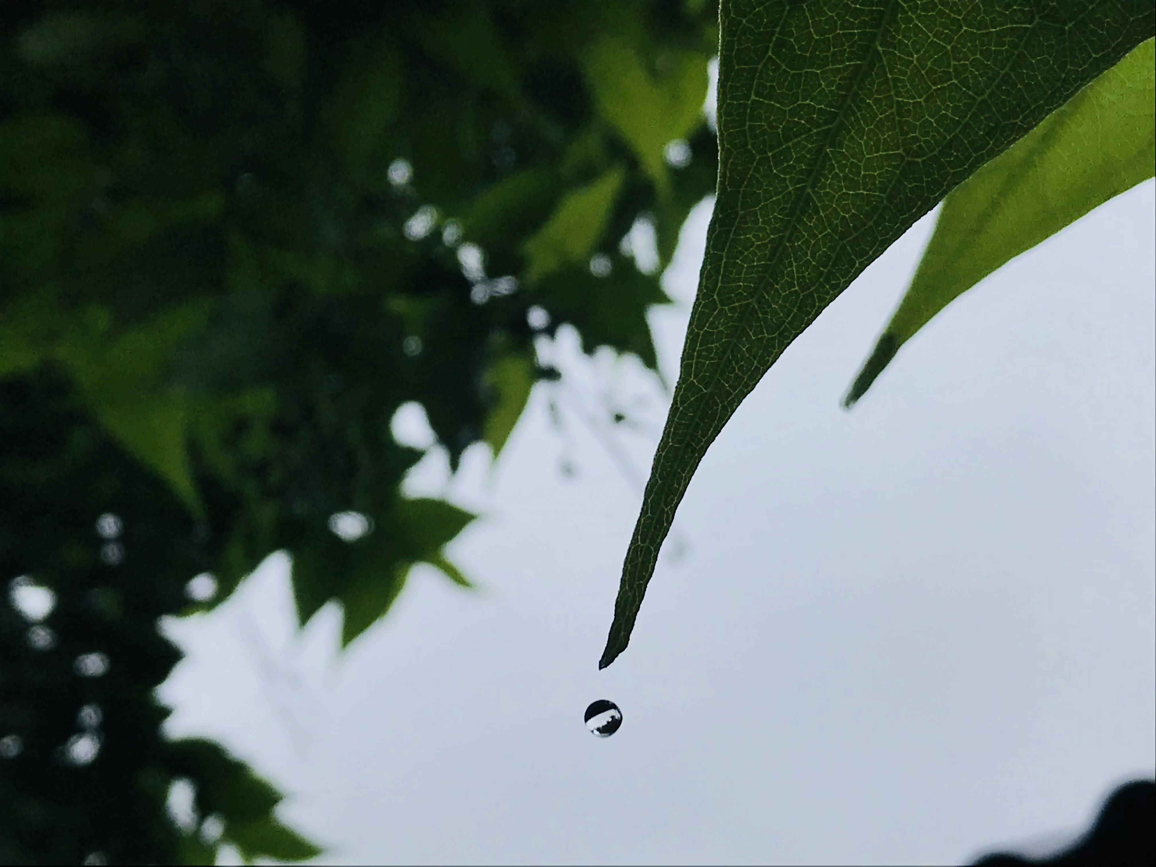 Water Drop Frontier: A Lone Droplet Clinging to a Leaf Edge
