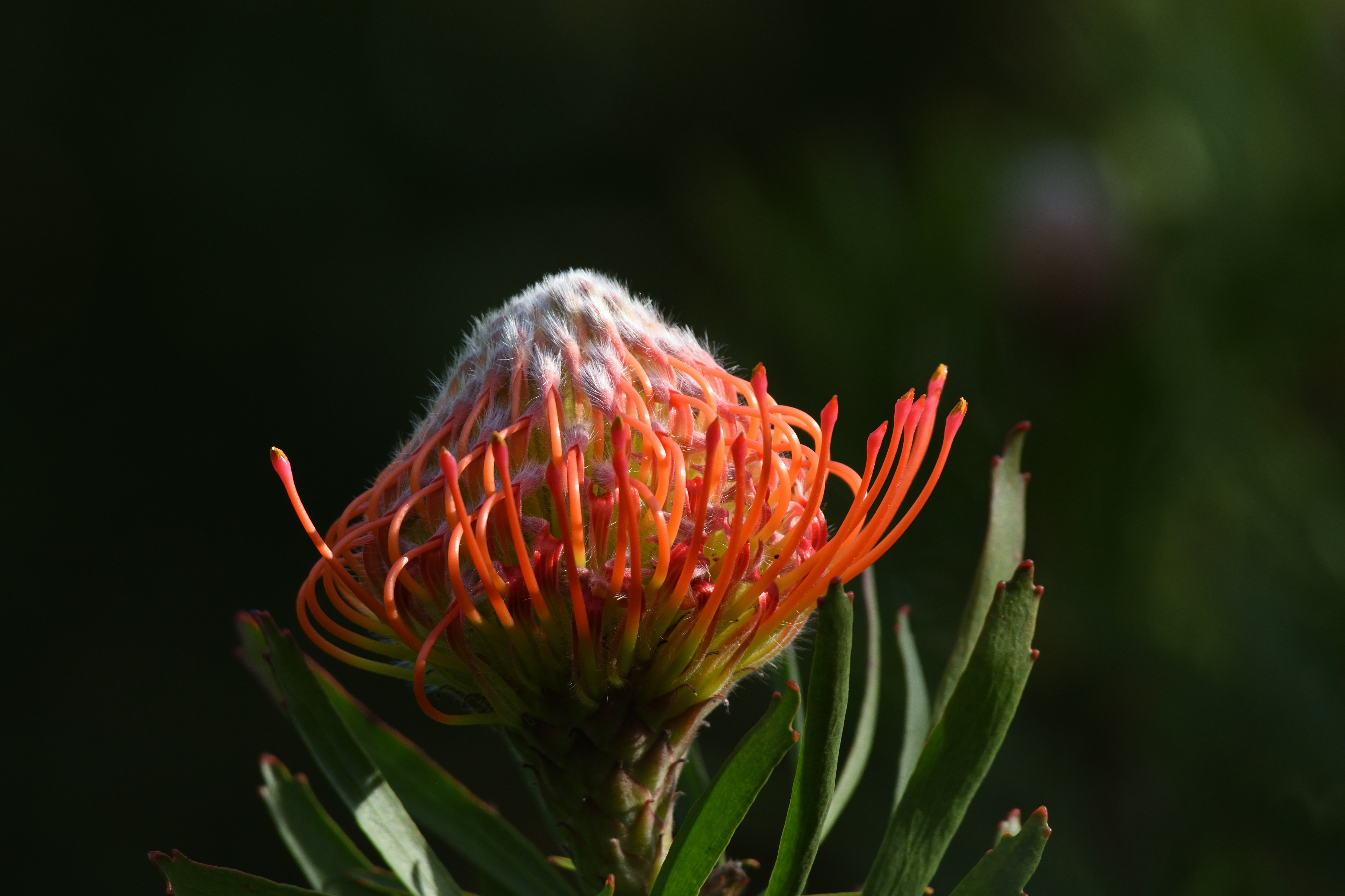 Crimson Protea in Focus: The Spiky Bloom Against Dappled Shade