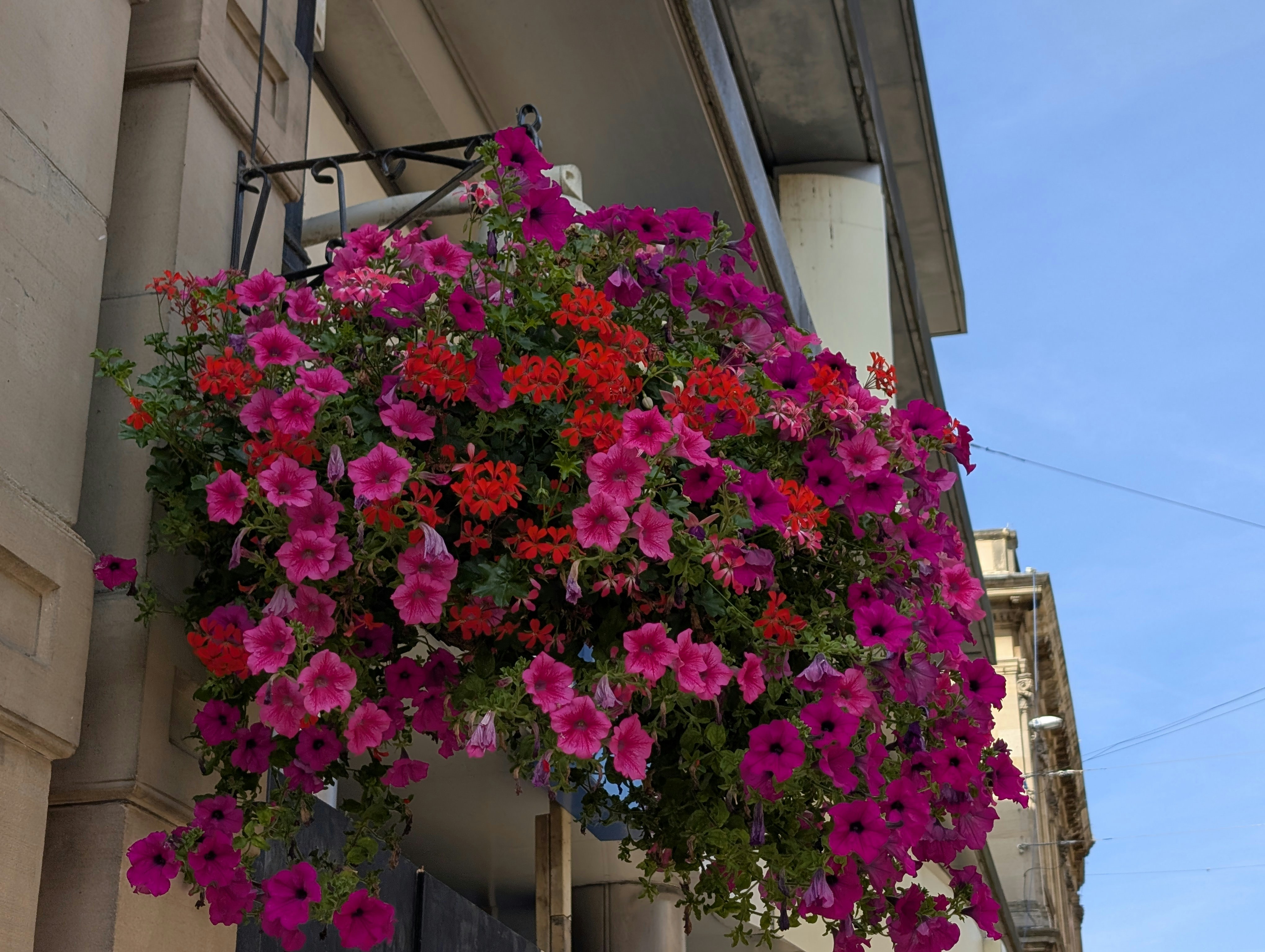 Hanging Garden Cascade on a Sunlit City Street