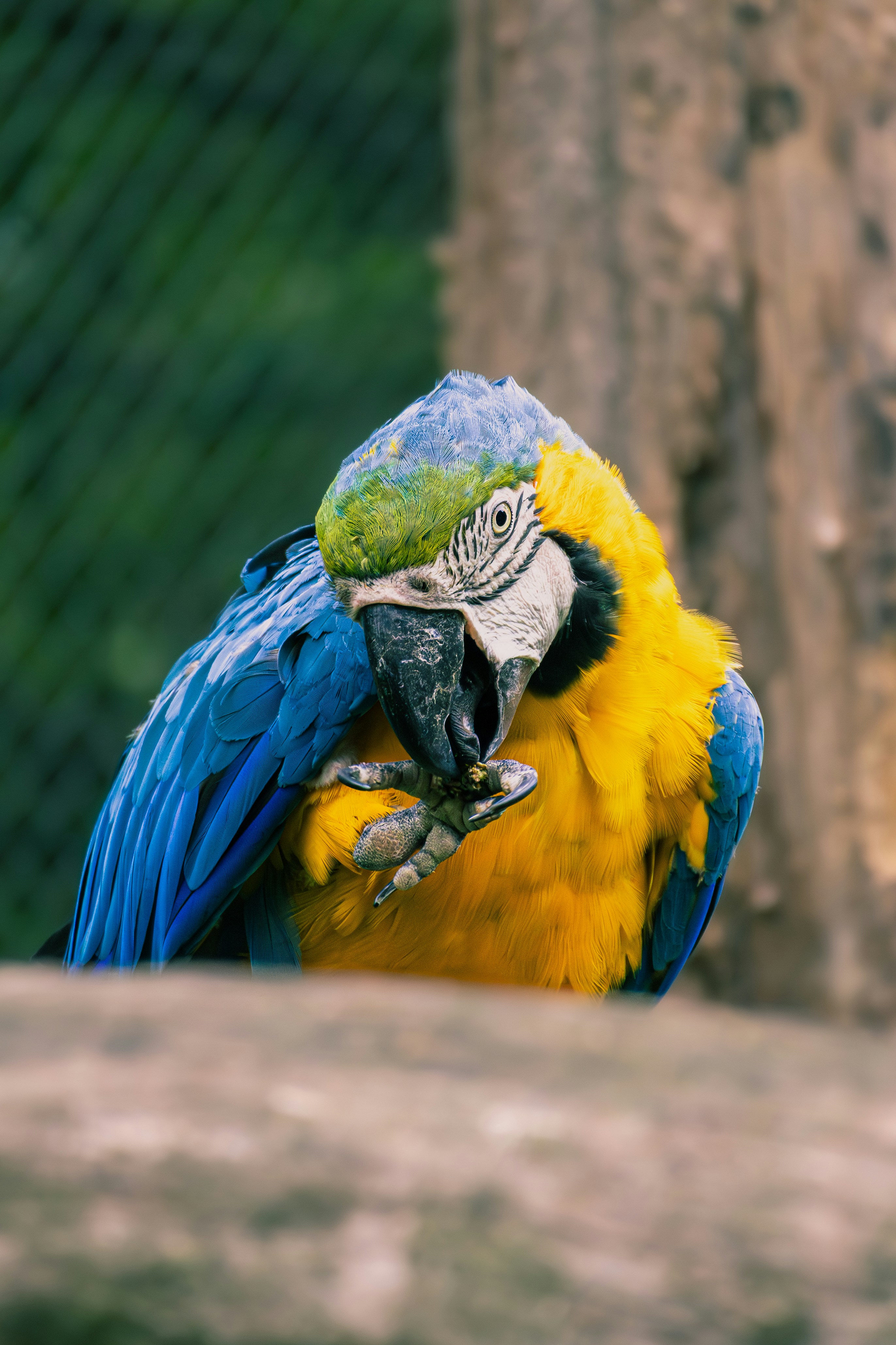 Vivid Blue-and-Gold Macaw Preening Under a Forest Backdrop