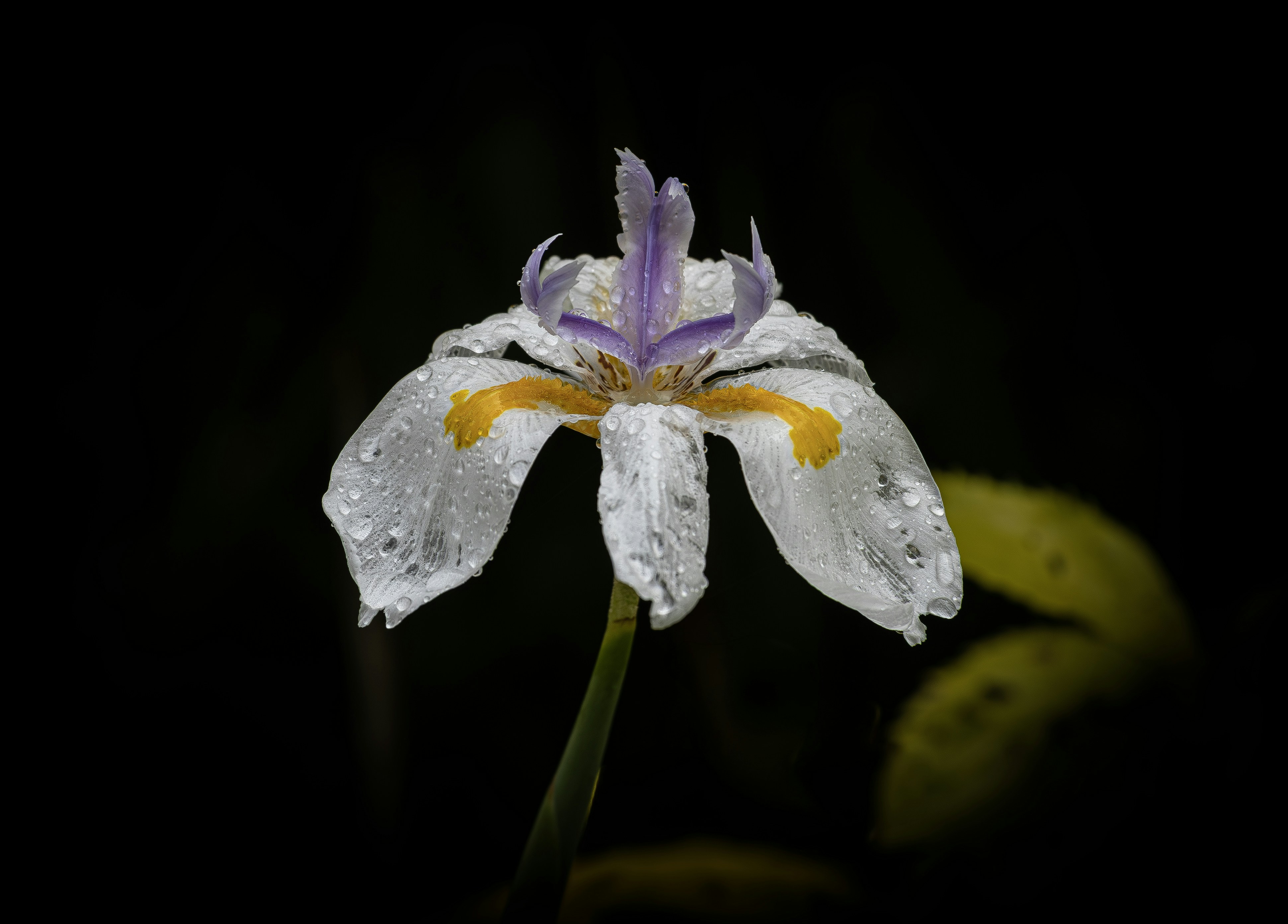 Dew-kissed Iris in the Darkness