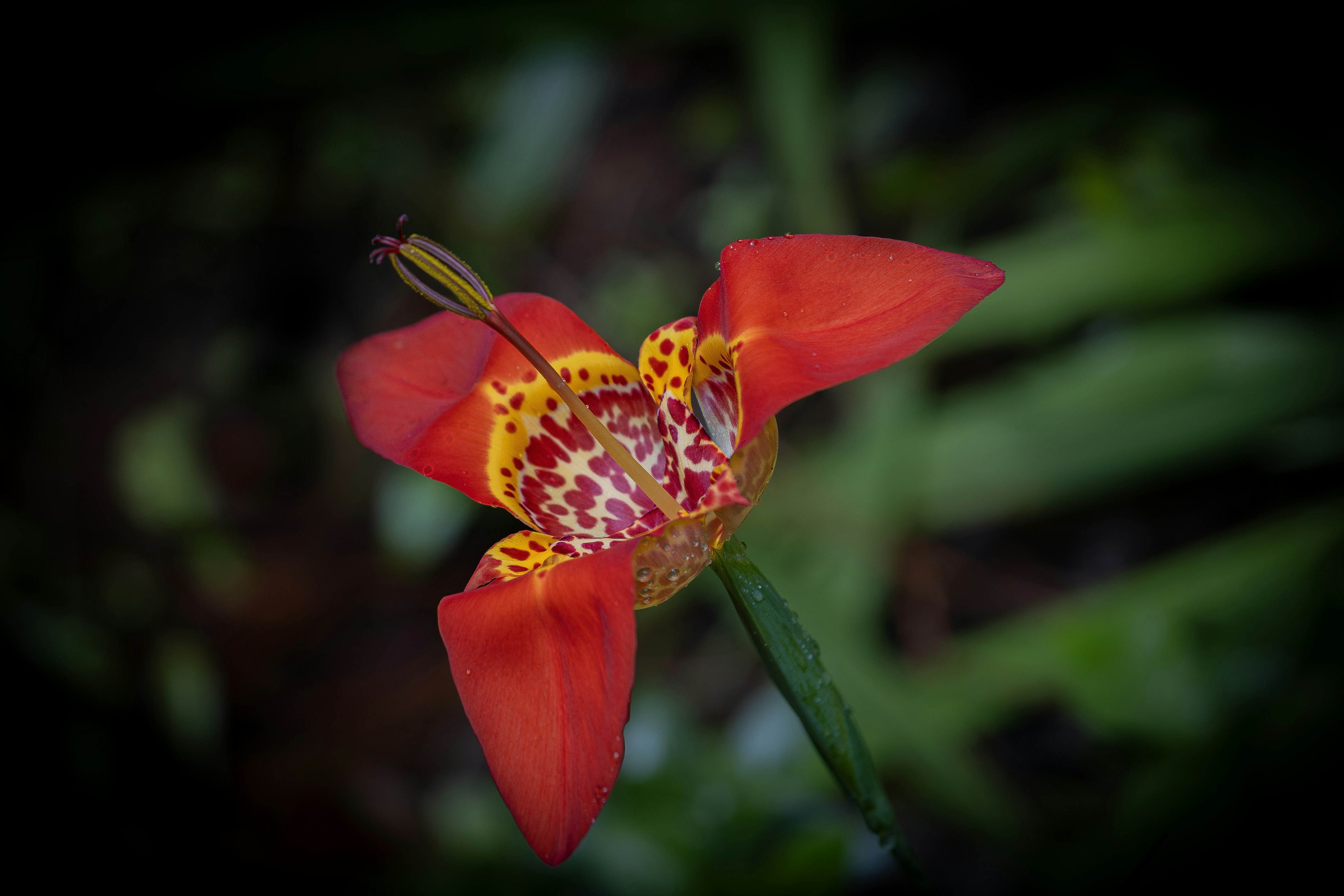 Crimson Petal Bloom: A Leopard-spotted Inner Crown
