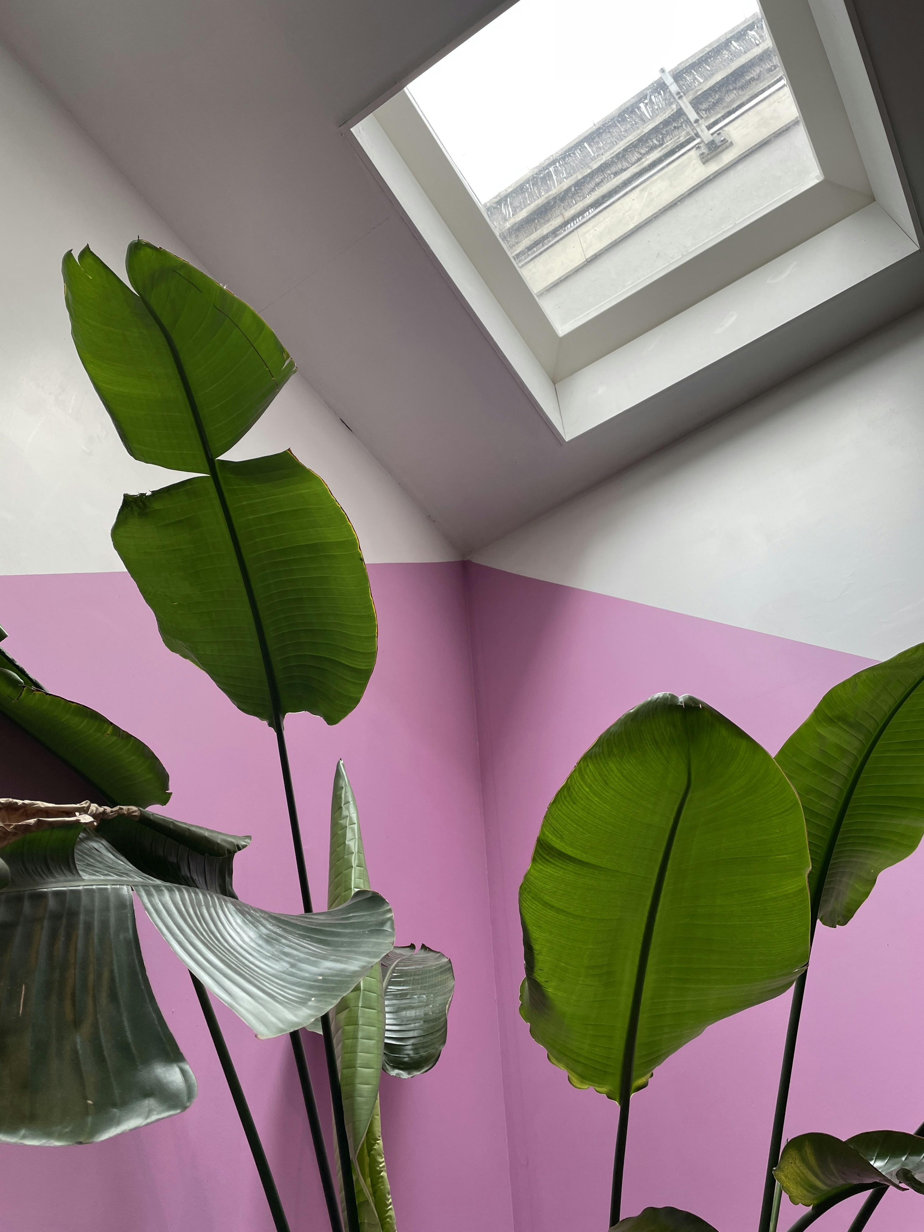 Pink-walled Atrium with Banana Plants and a Skylantern Window
