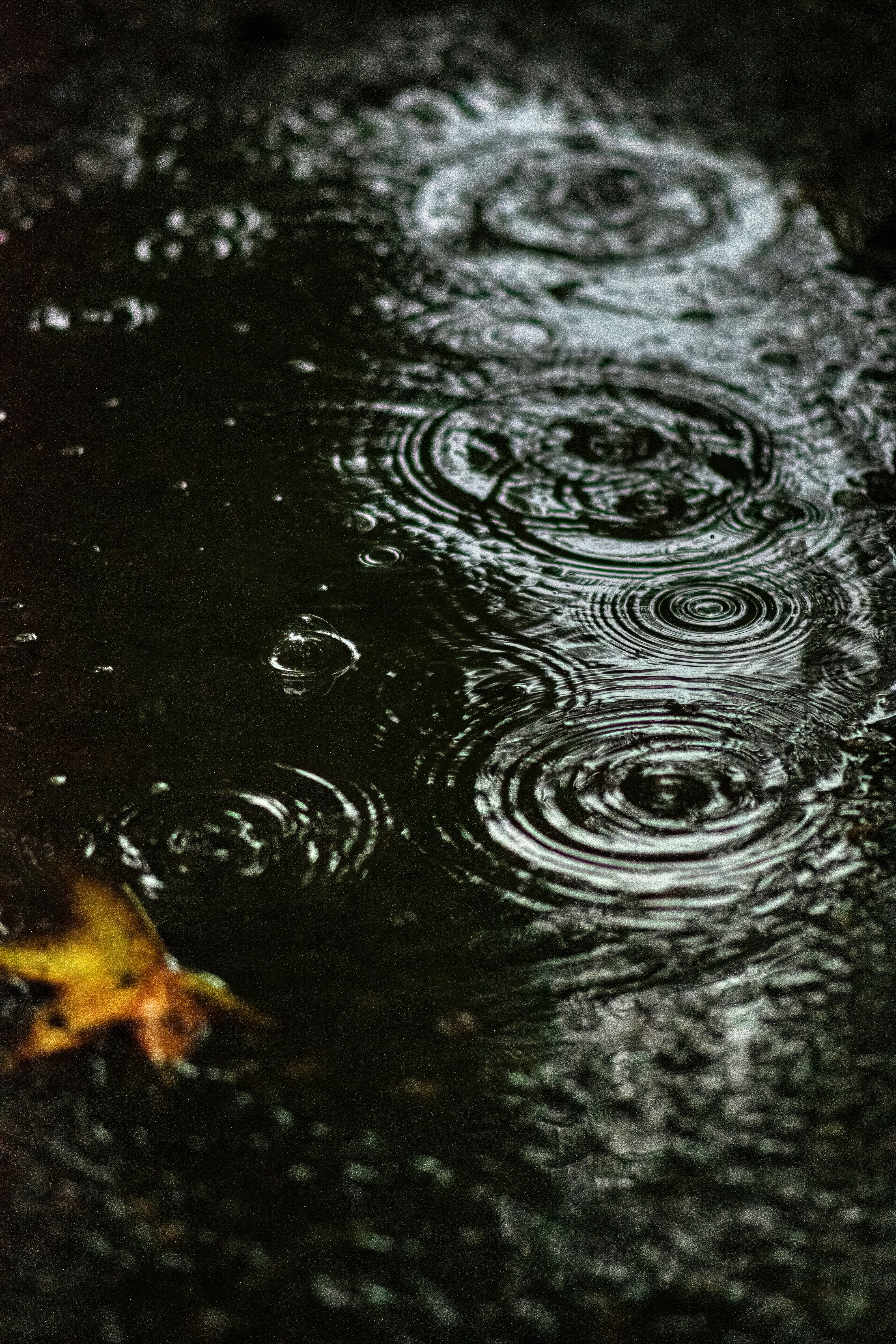 Rings on a Rain-Cooled Surface: Ripples and Autumn Edge