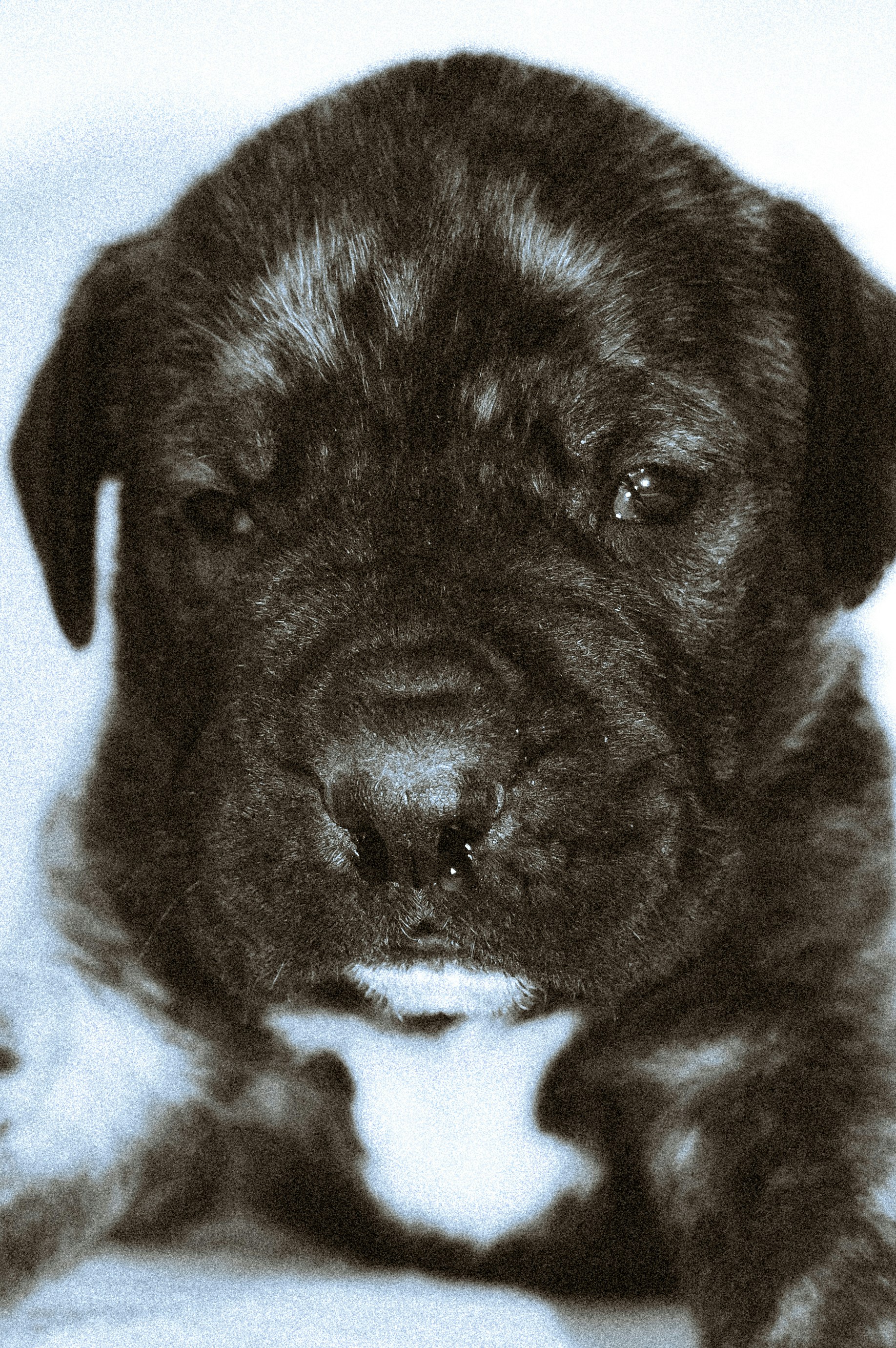 Young puppy with dark fur resting on a light surface, a close-up that emphasizes its face and nose in a gentle, monochrome-toned setting.