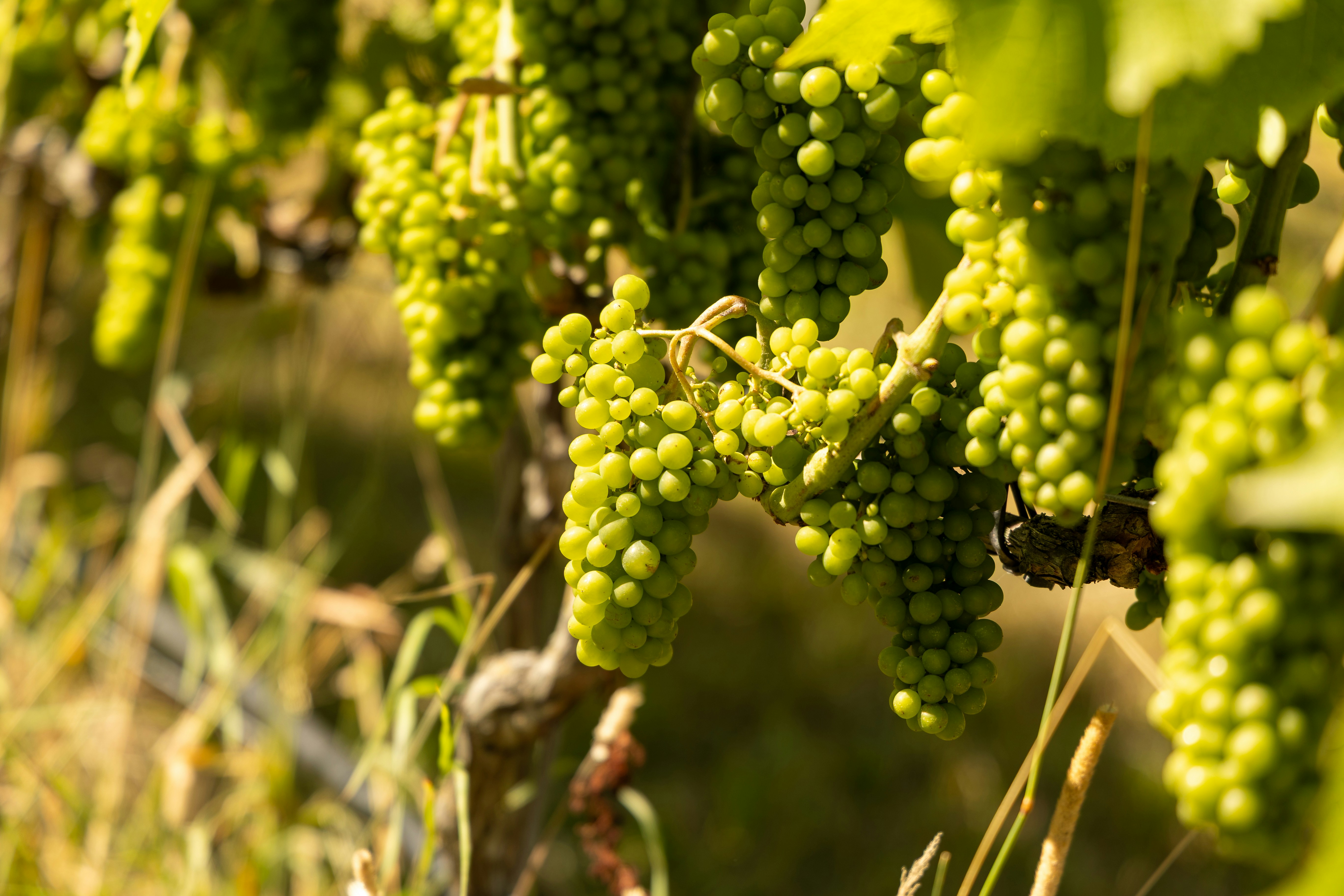 Cascade of green grape clusters in a sunlit vineyard