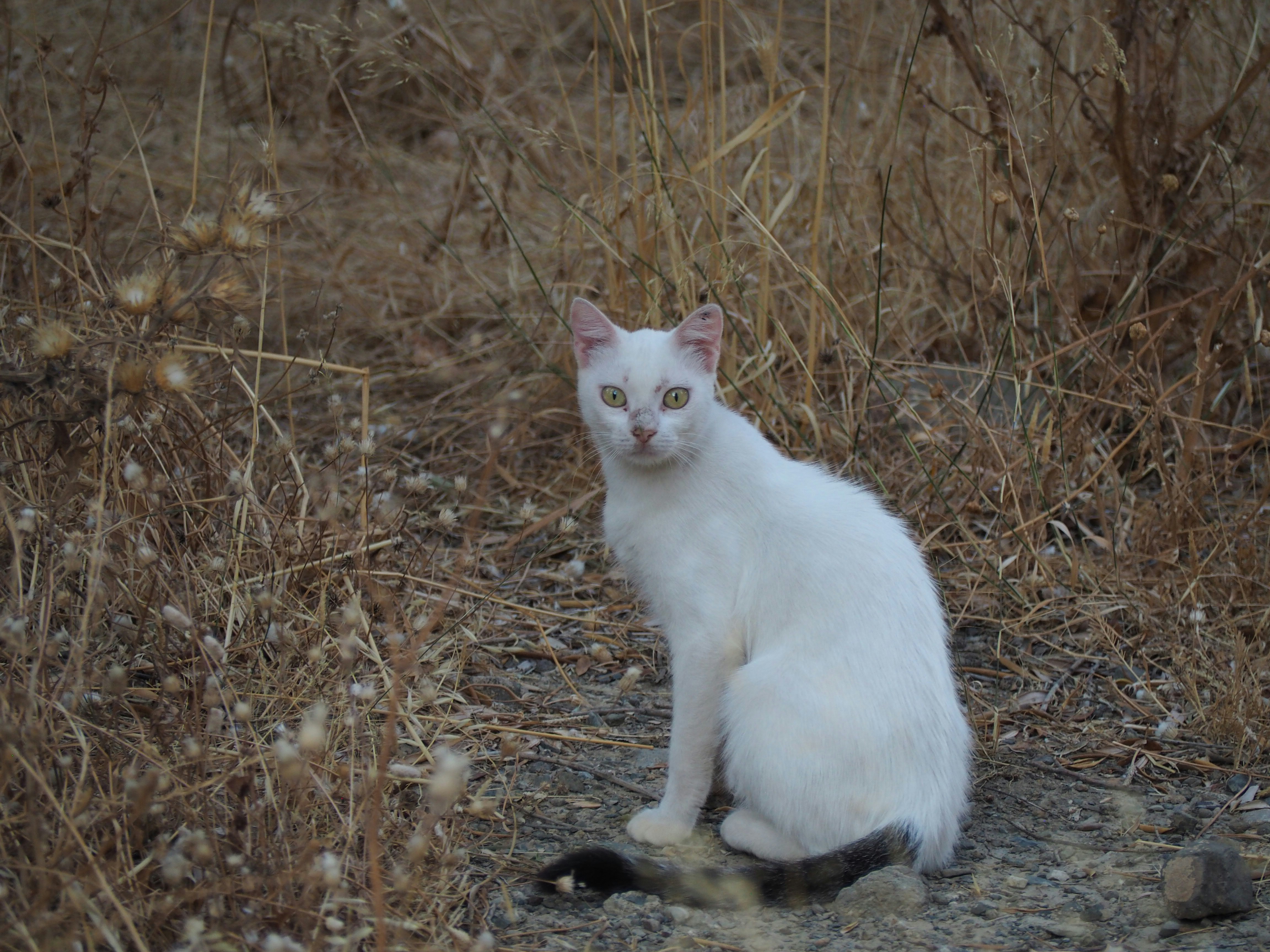 White Cat Amid Dry Brush: Quiet Watcher by the Path