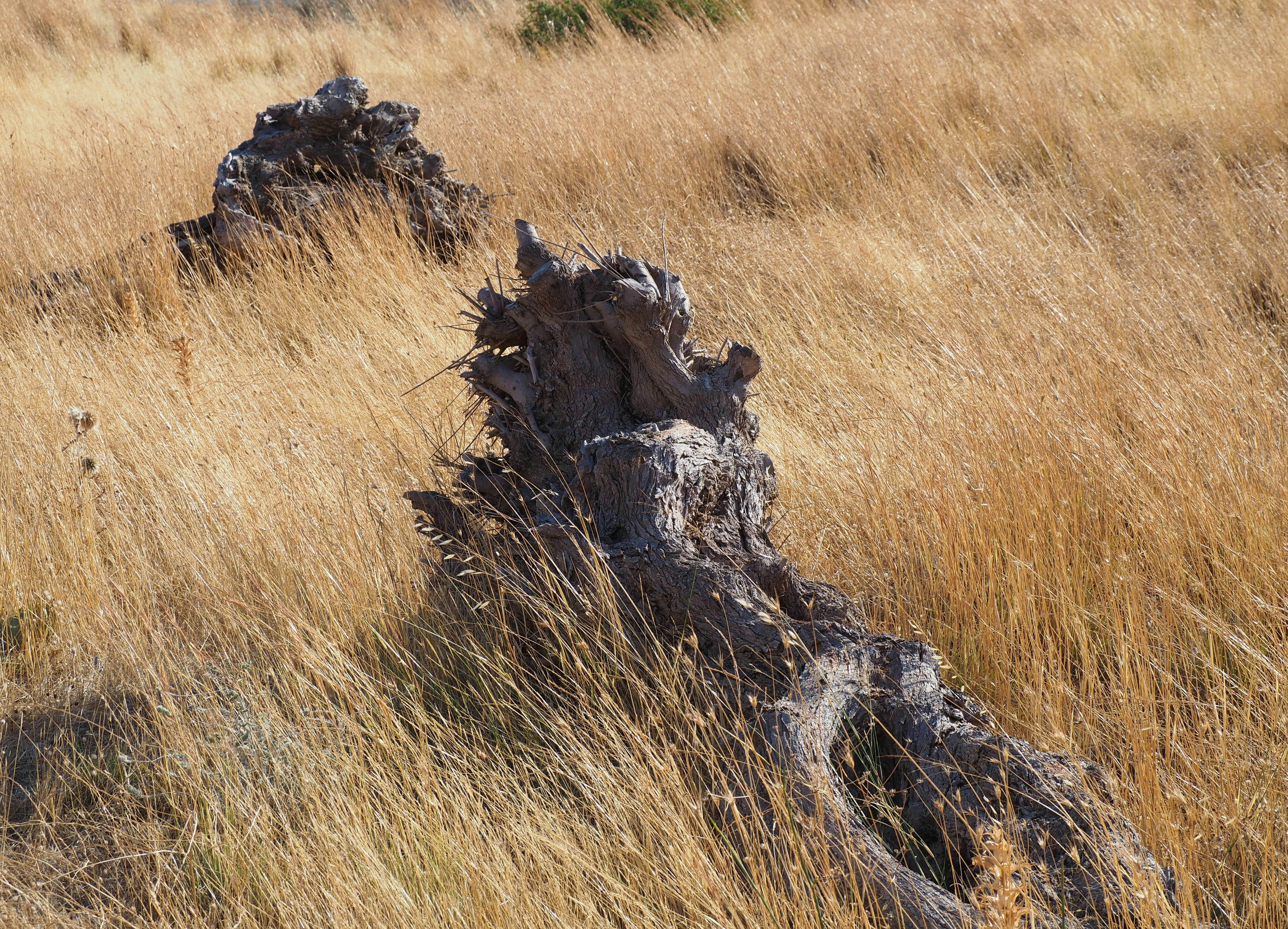 Teetering Grassland Monoliths in Autumn Light