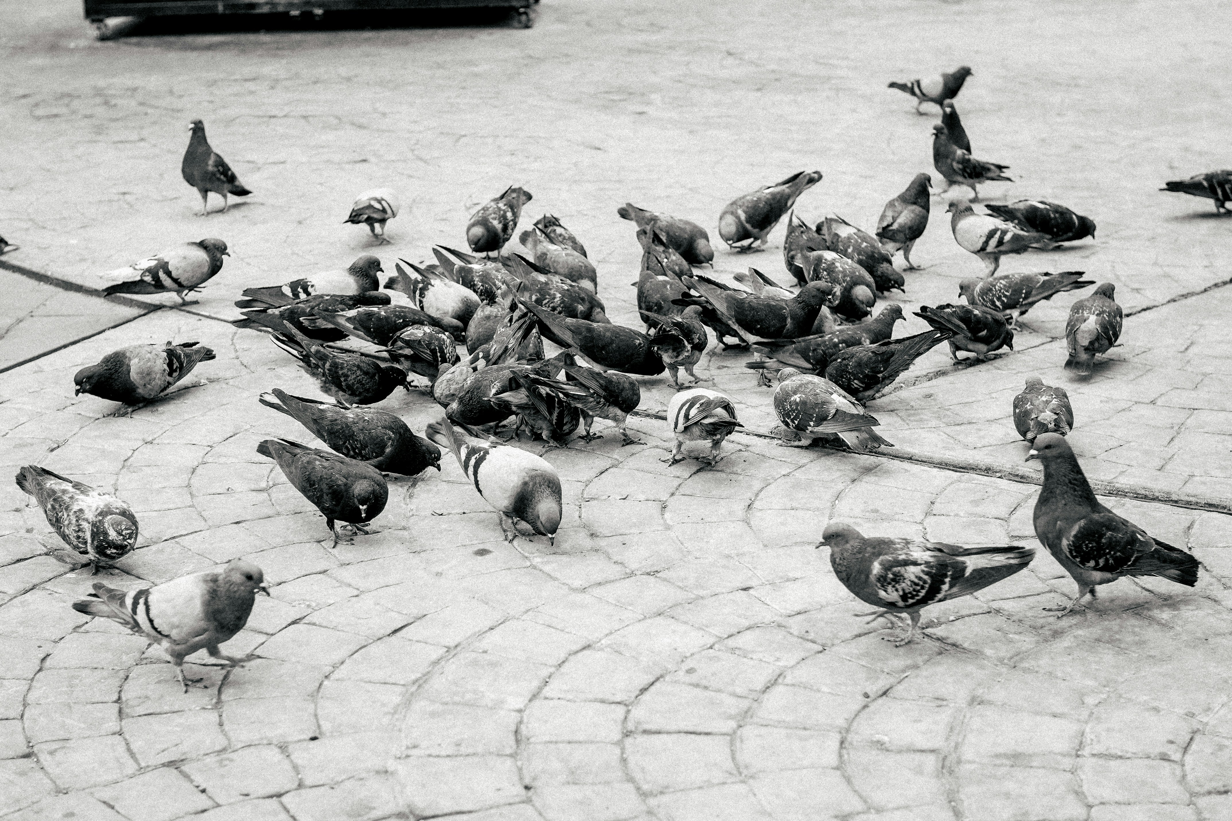Feeding Frenzy: A Square Crowd of Pigeons on Dappled Stone
