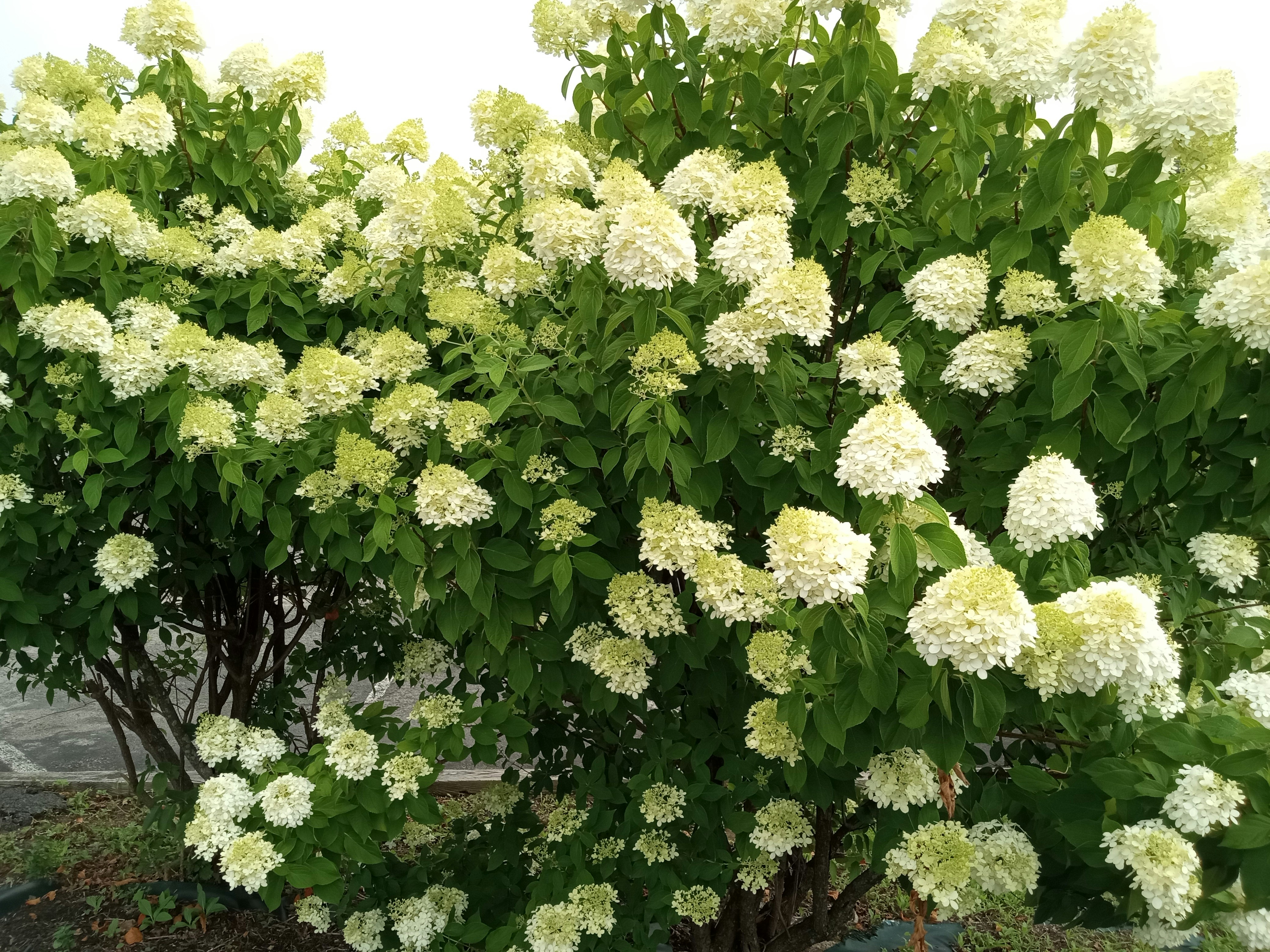Creamy Hydrangea Cloudscape in a Sunny Arbor