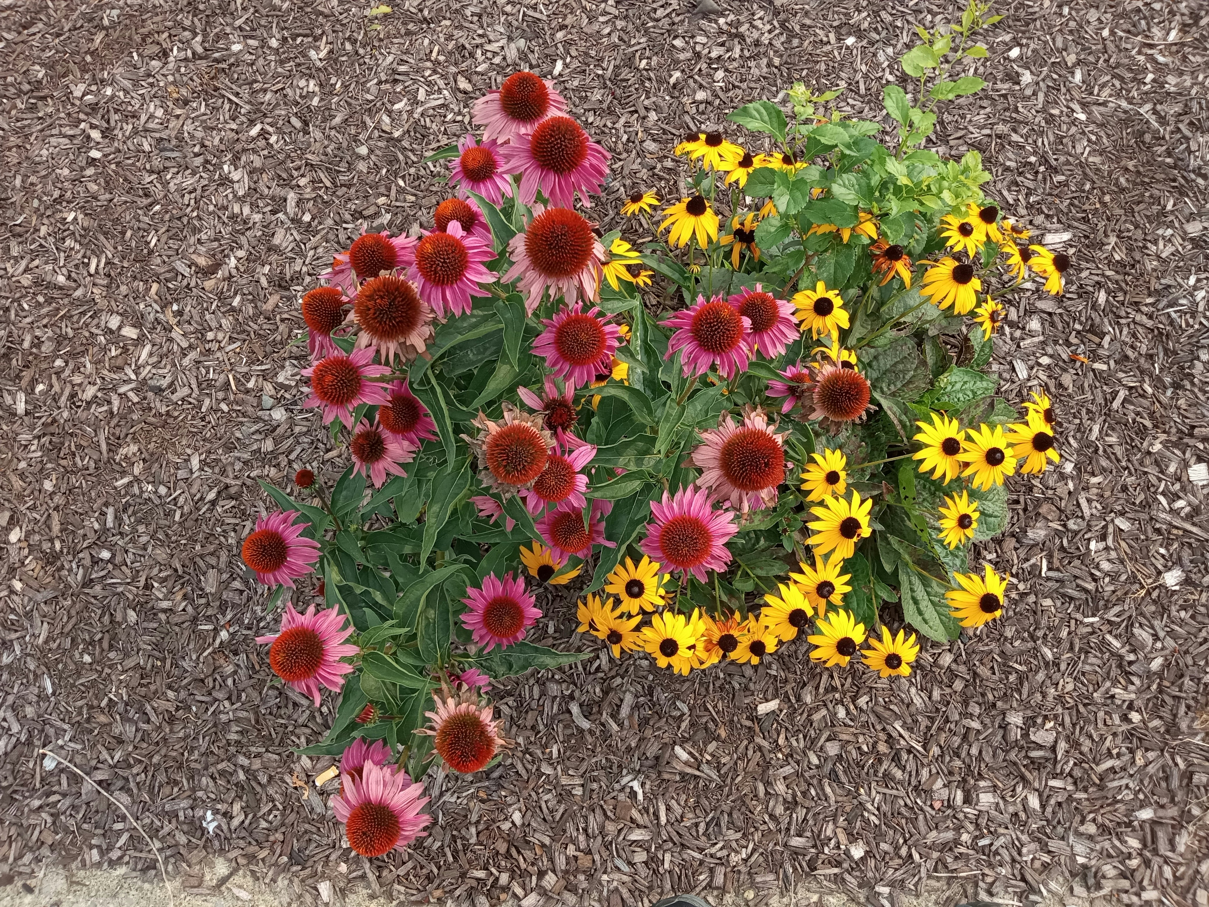 Colorful bloom duo: magenta coneflowers meeting sunny yellow daisies