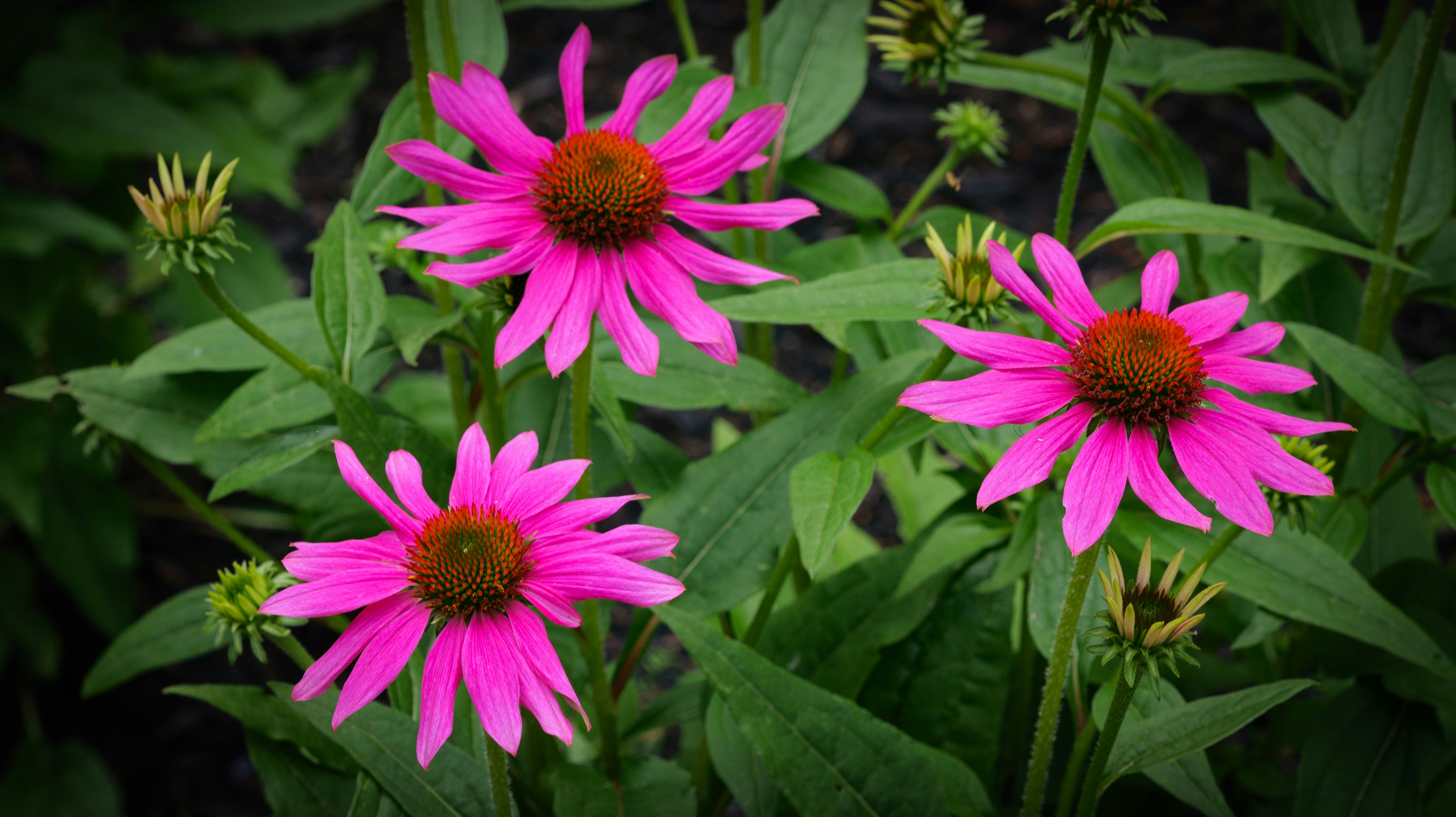 Vivid Pink Coneflowers in Sunlit Garden Bed