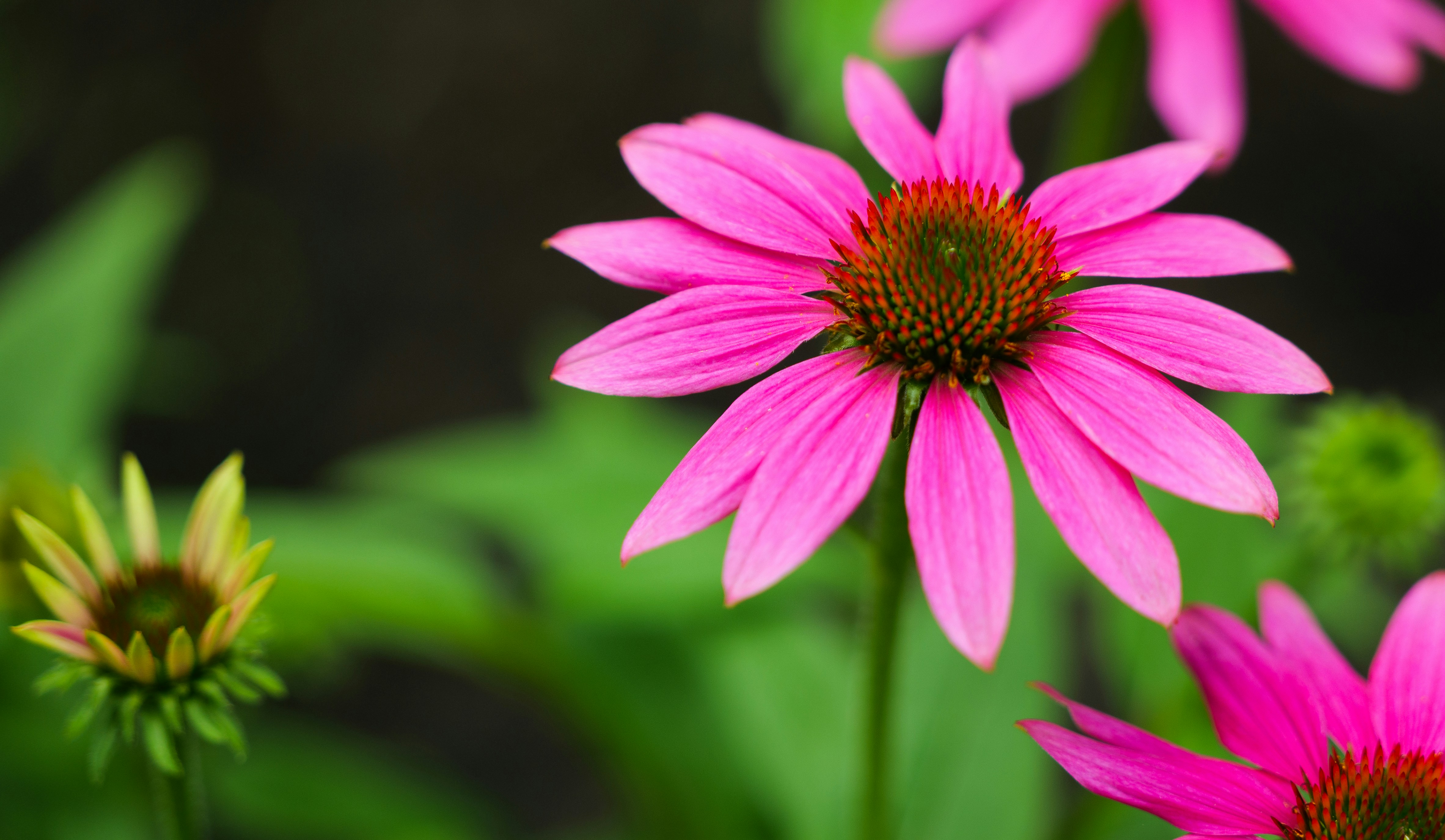 Pink Coneflower Bloom Centerstage