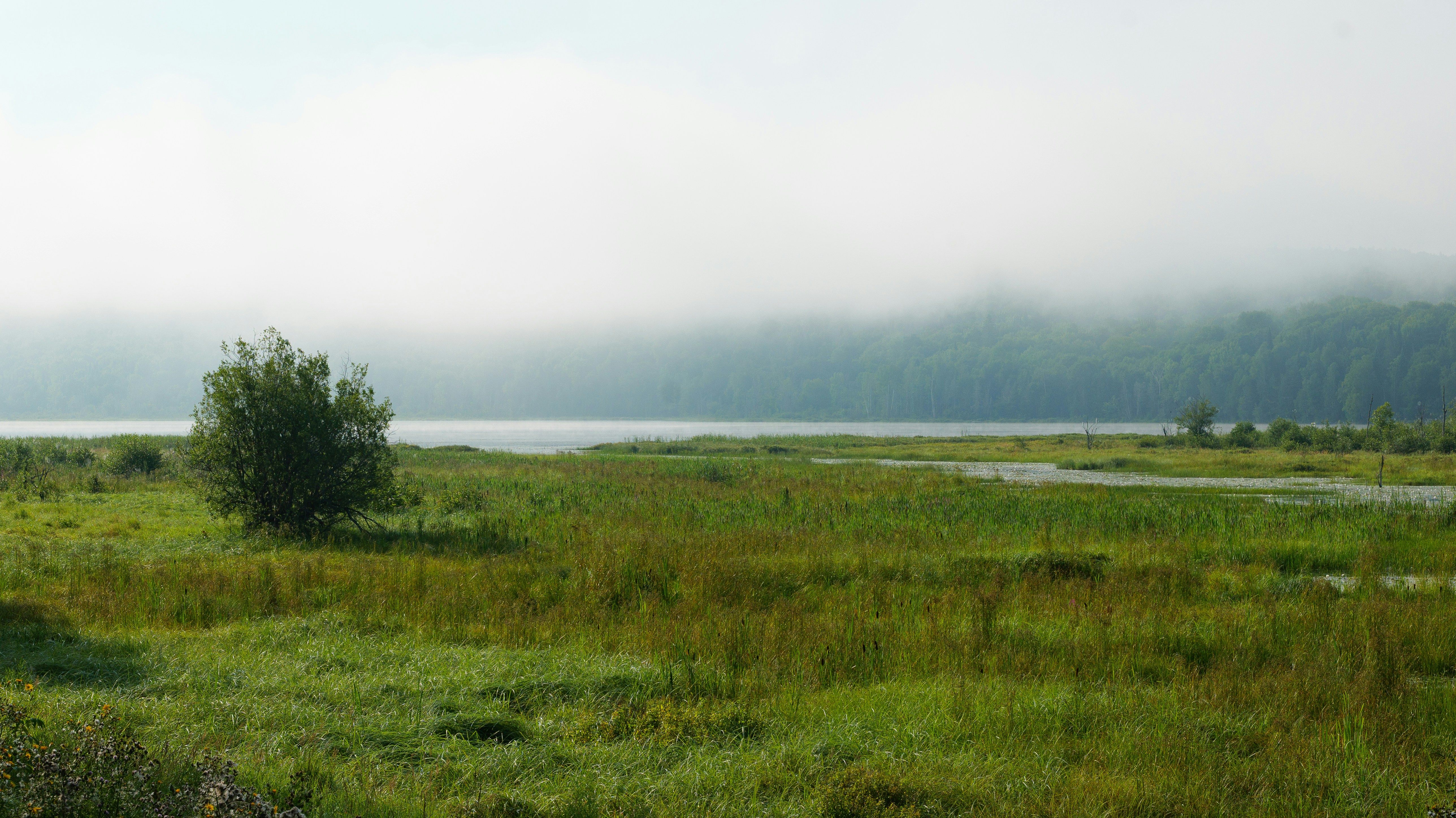 Low-lying Mist Over a Quiet Meadow by the Lake