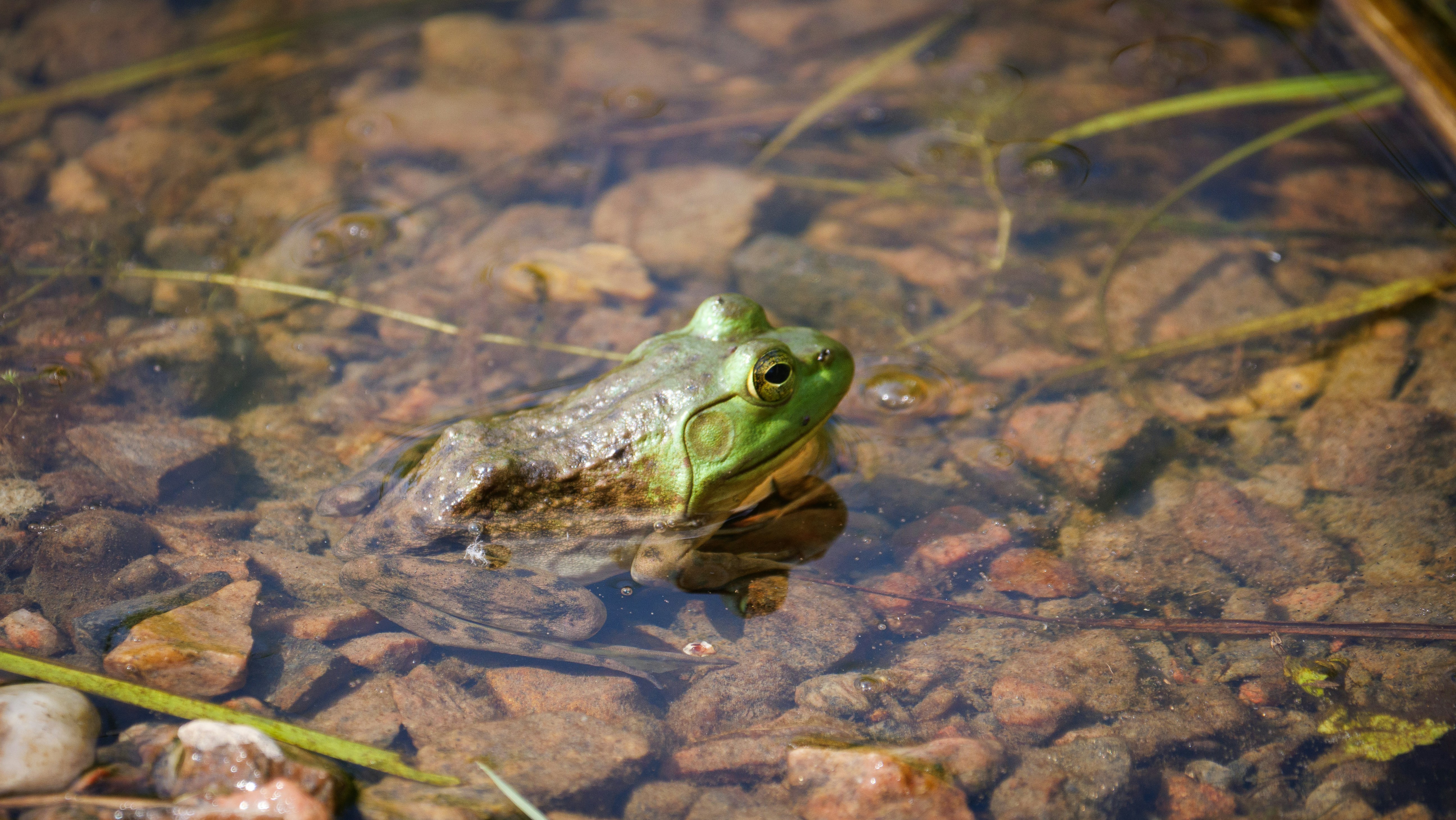 Emerald Frog Perched at the Water’s Edge