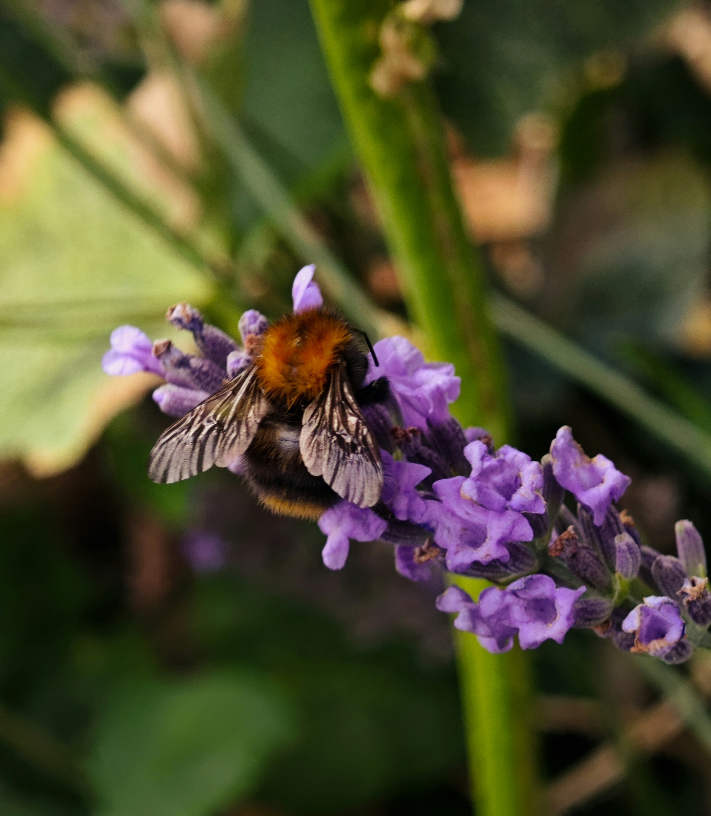 Close-up of a bee perched on lavender blooms, crisp detail on wings and fuzzy body; background softly blurred to highlight pollinator activity.