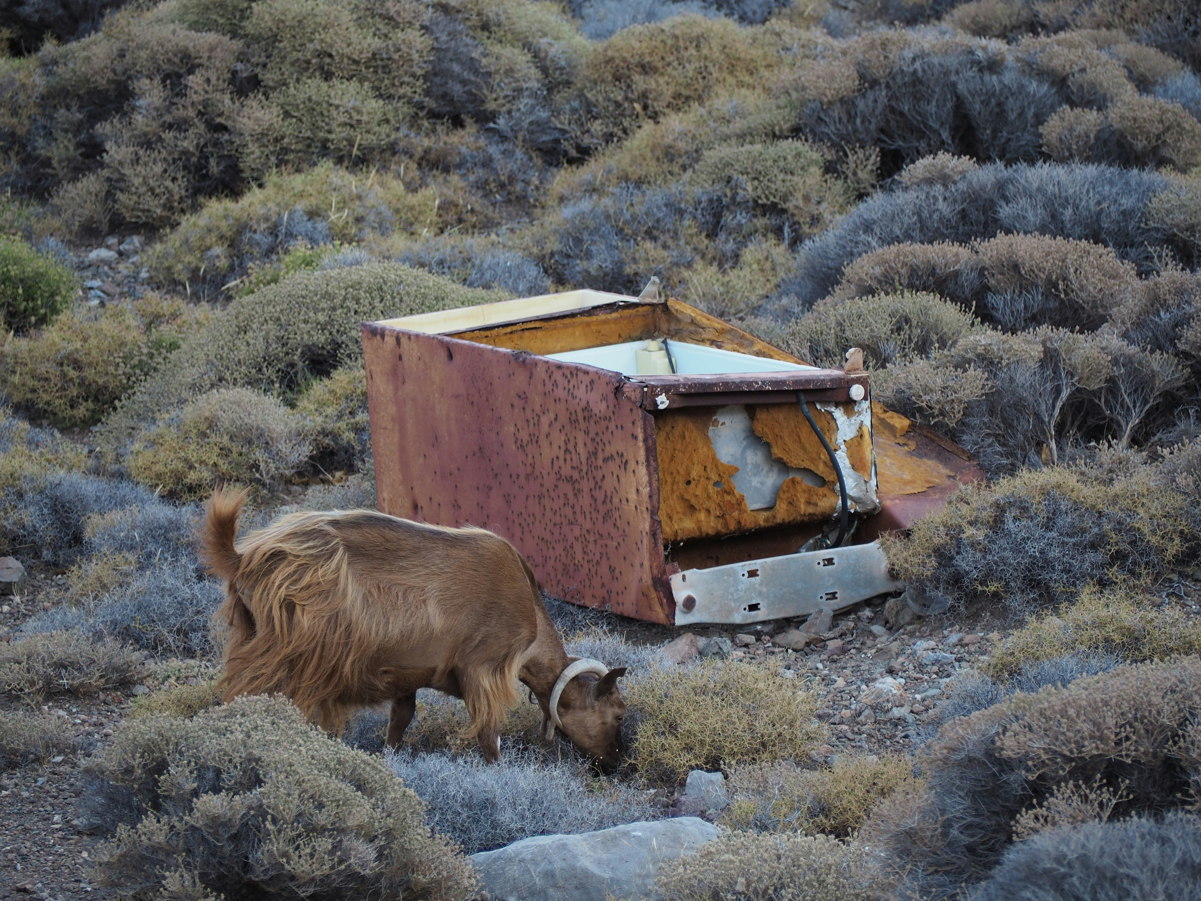 Rusted Utter Desolation: A Goat and a Deserted Box in Barren Scrub