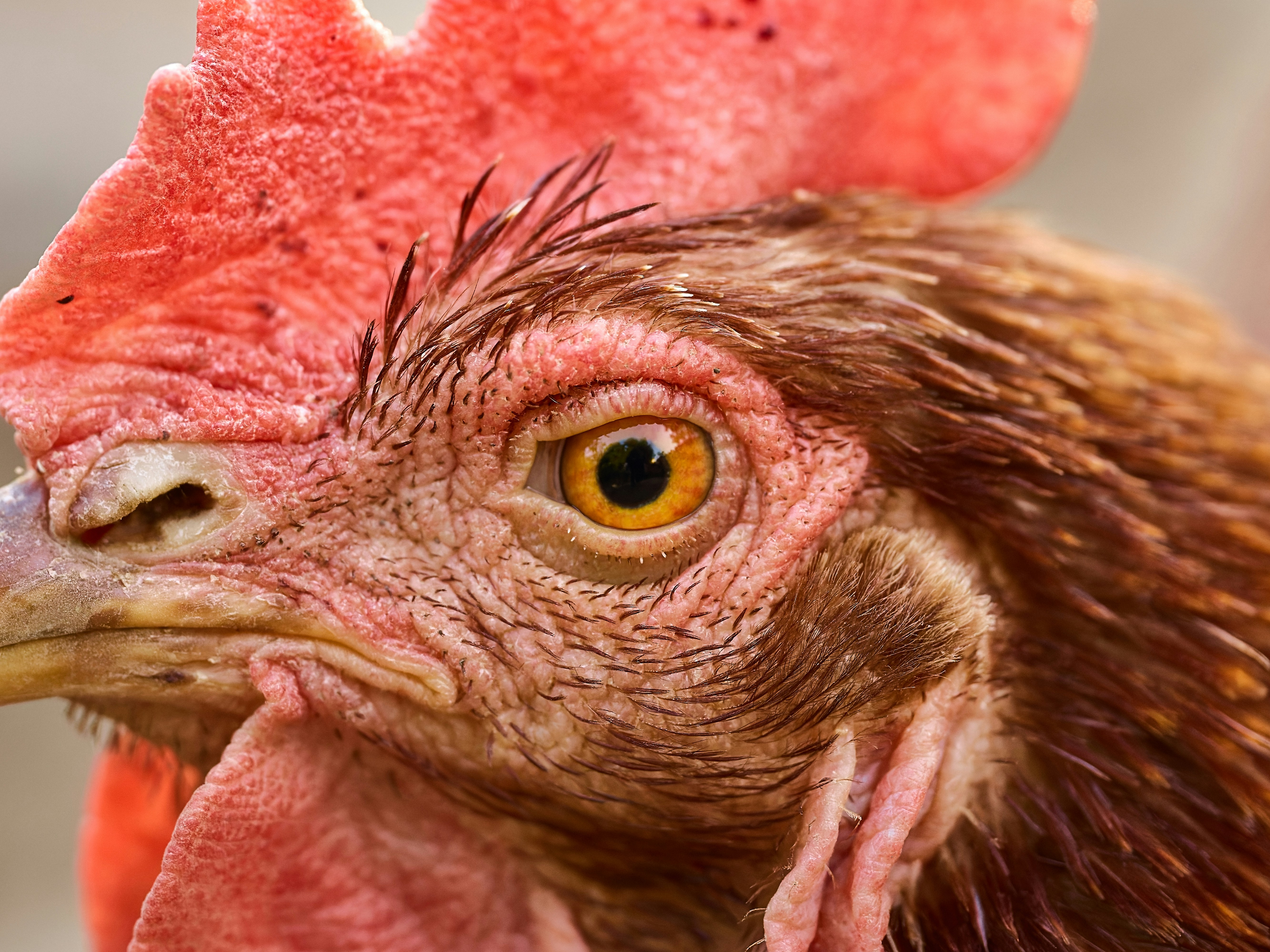 Close-Up of a Hen's Distinctive Eye and Red Crest
