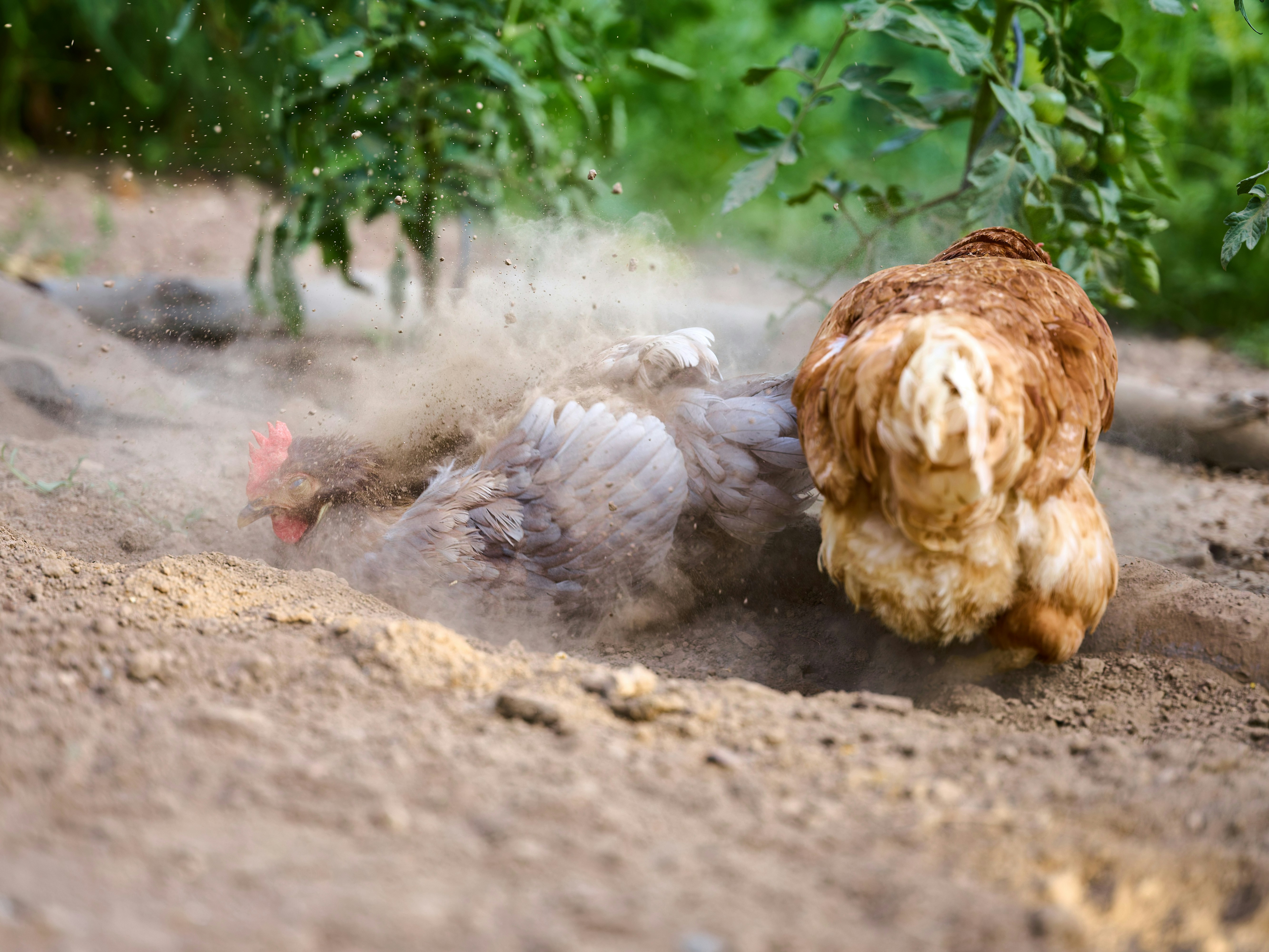 Dust and Downbeat Dust-up: Chickens Burying Down in a Dirt Ring