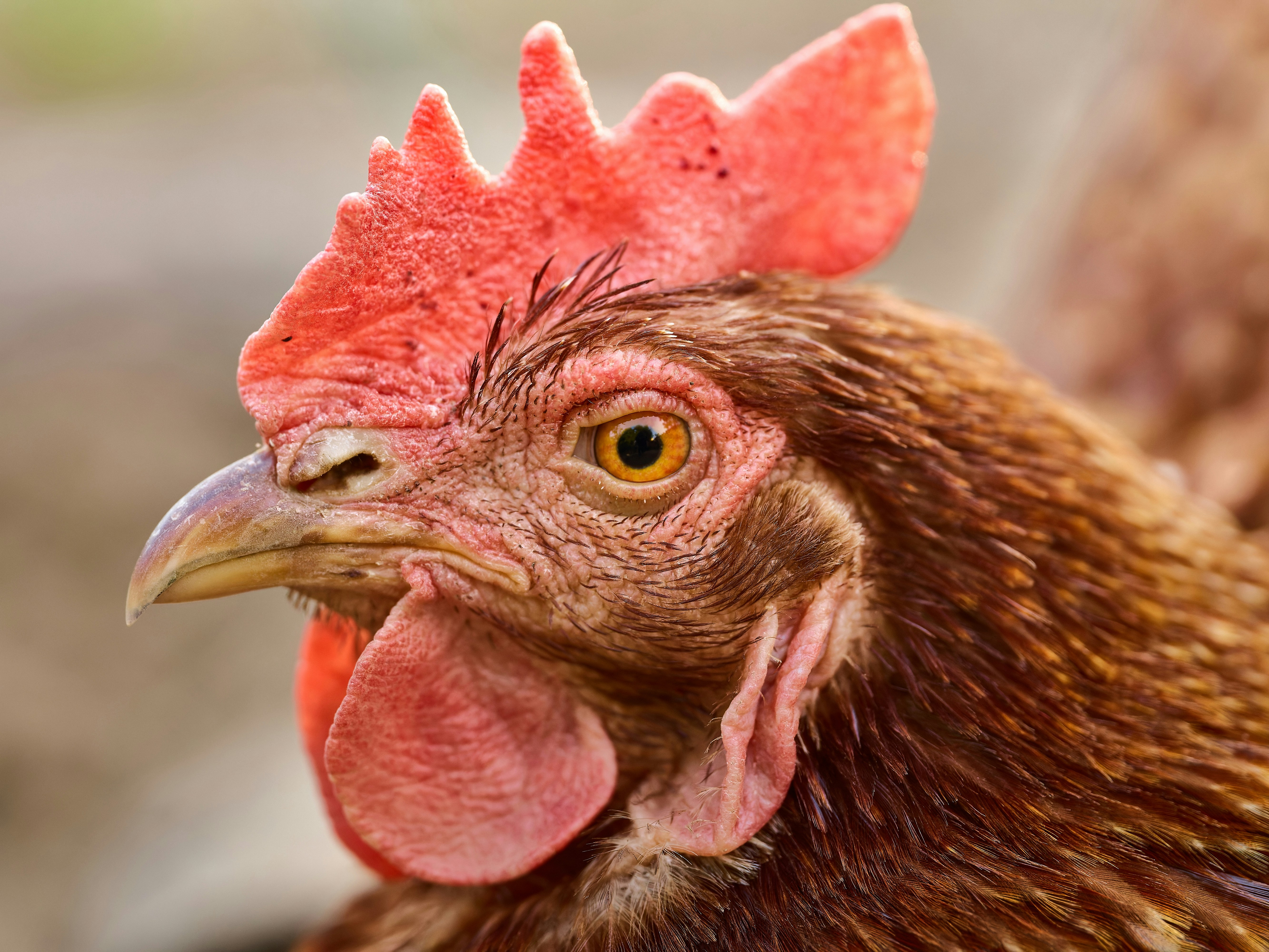 Close-up of a Red Hen: Focused Gaze and Textured Crest