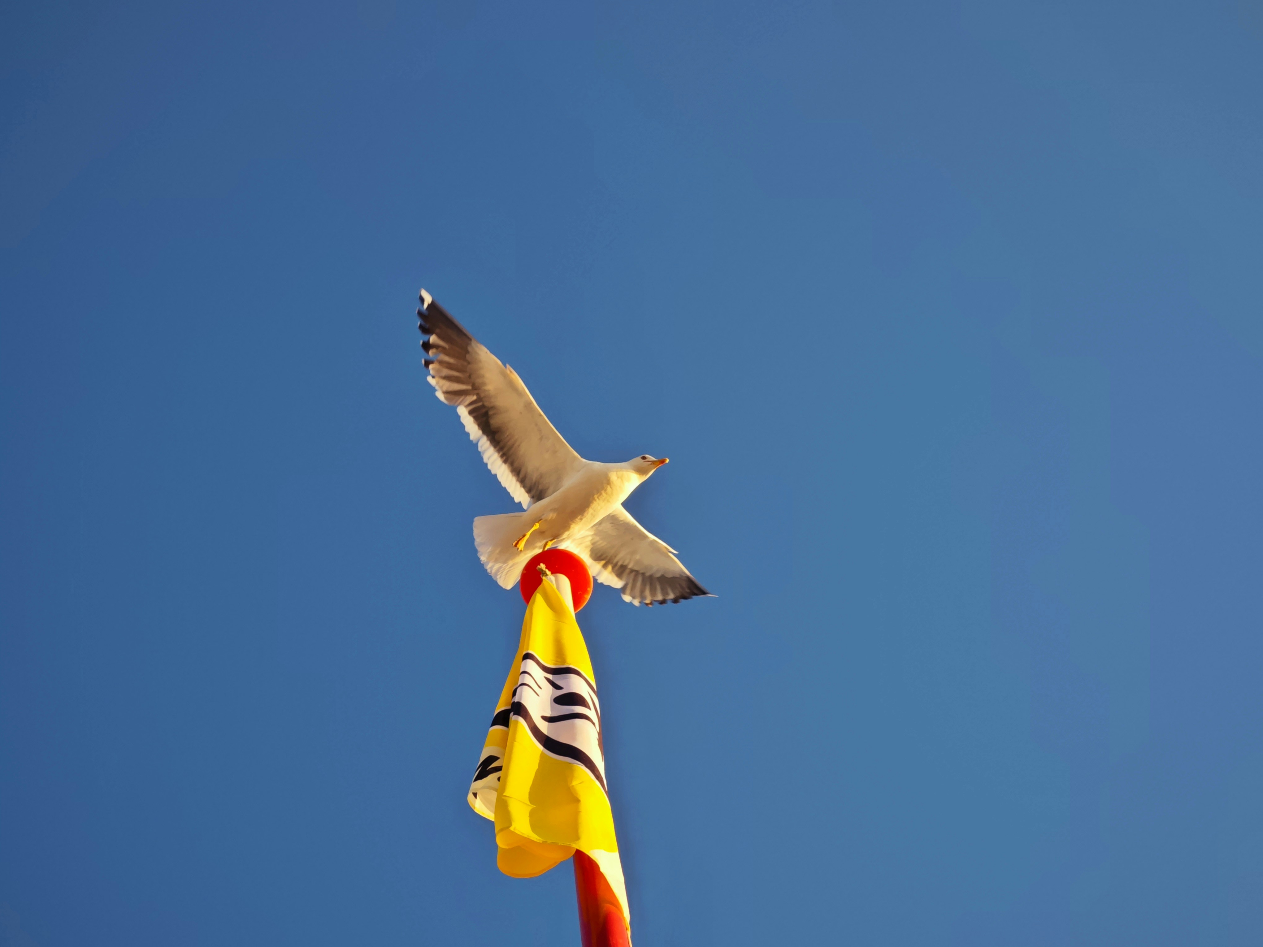 Flagpole Guardian: A Seagull Perched Above Colorful Tide