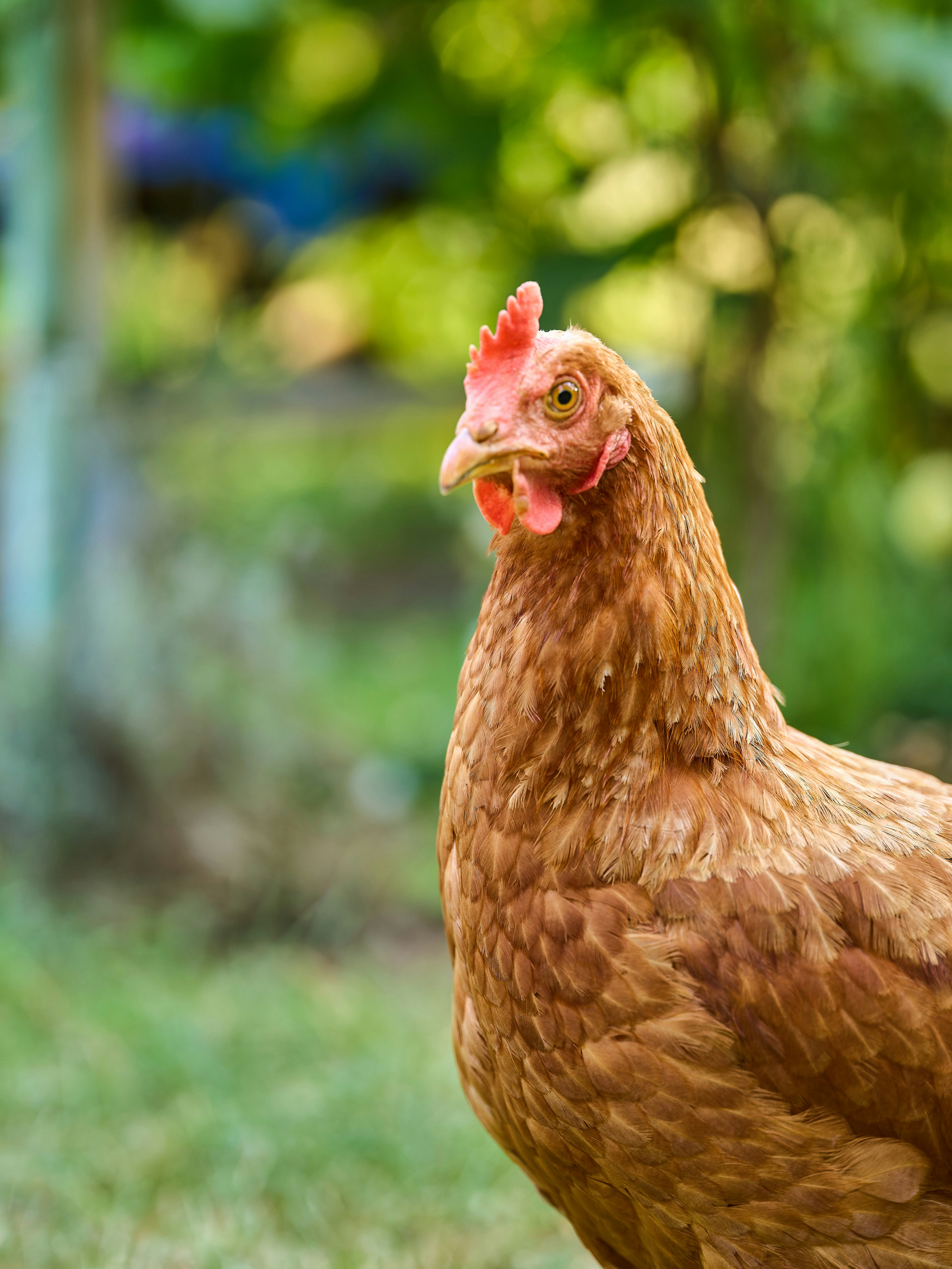 Close-up of a hen in a sunlit backyard