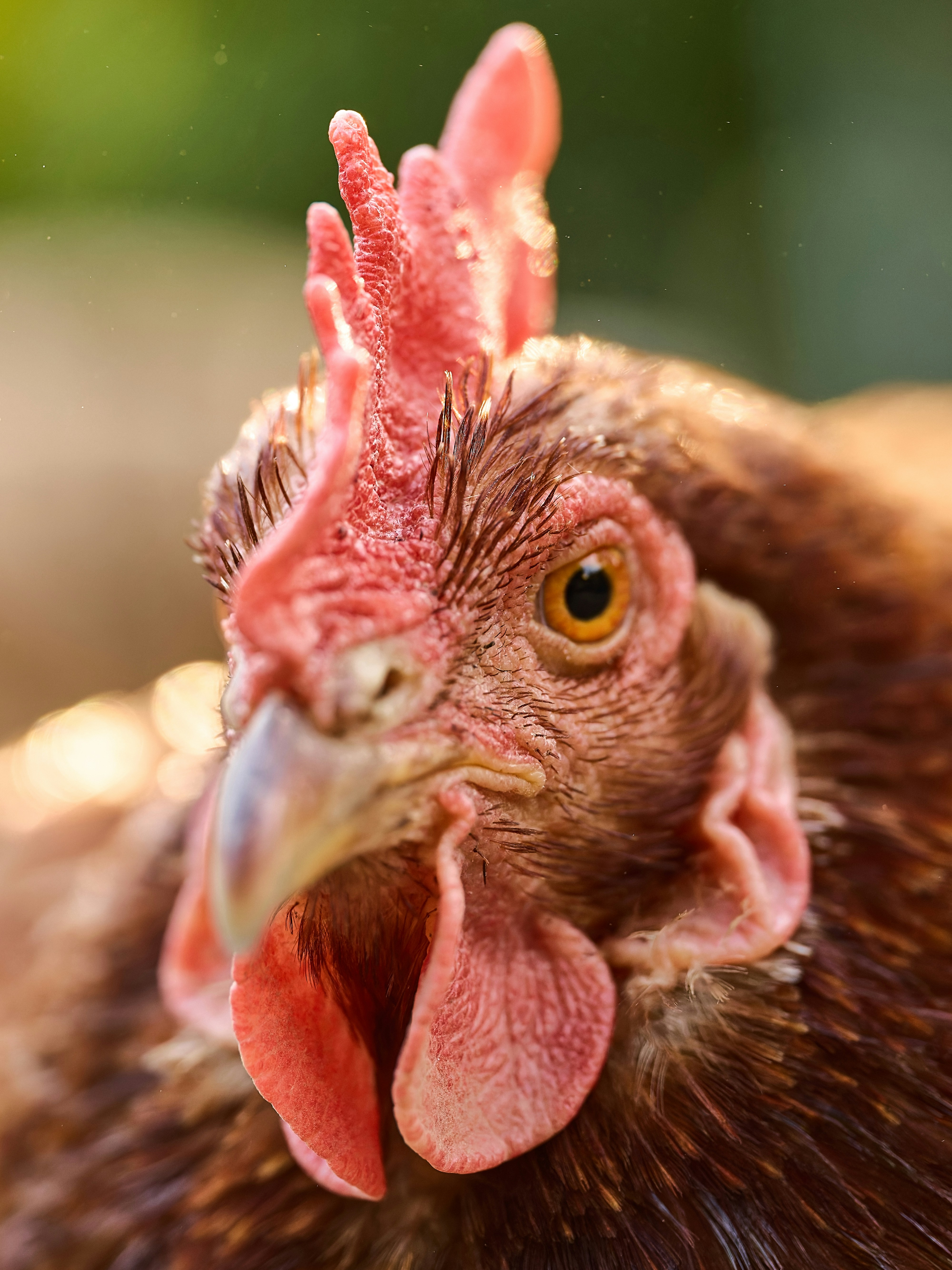 Close-Up of a Hen’s Face: Sharp Eye, Warm Feathers