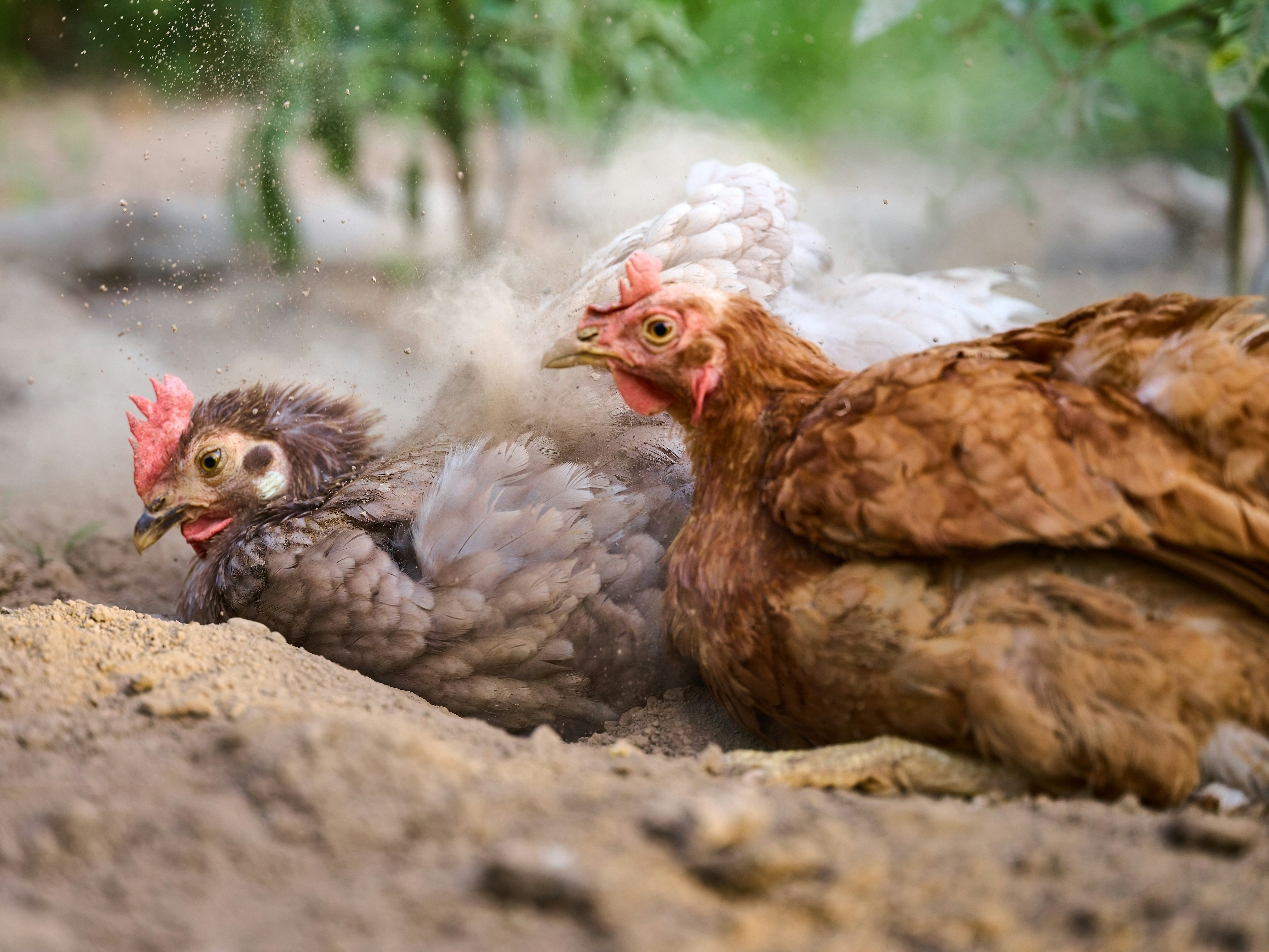 Dust and Cluck: Chickens at the Sandbank Reveal