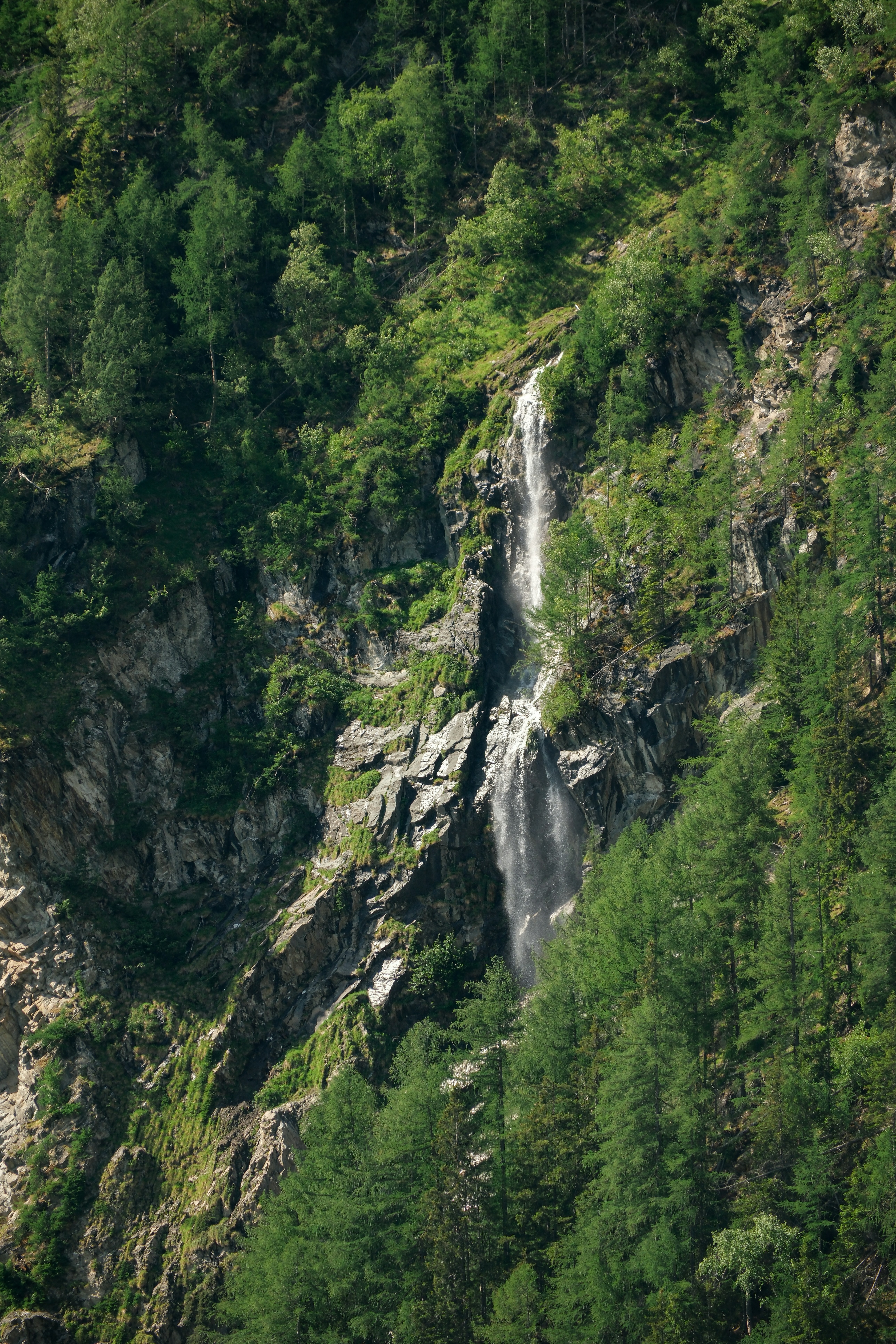 Lush Clifffall: A Narrow Cascade Hidden Among Pines
