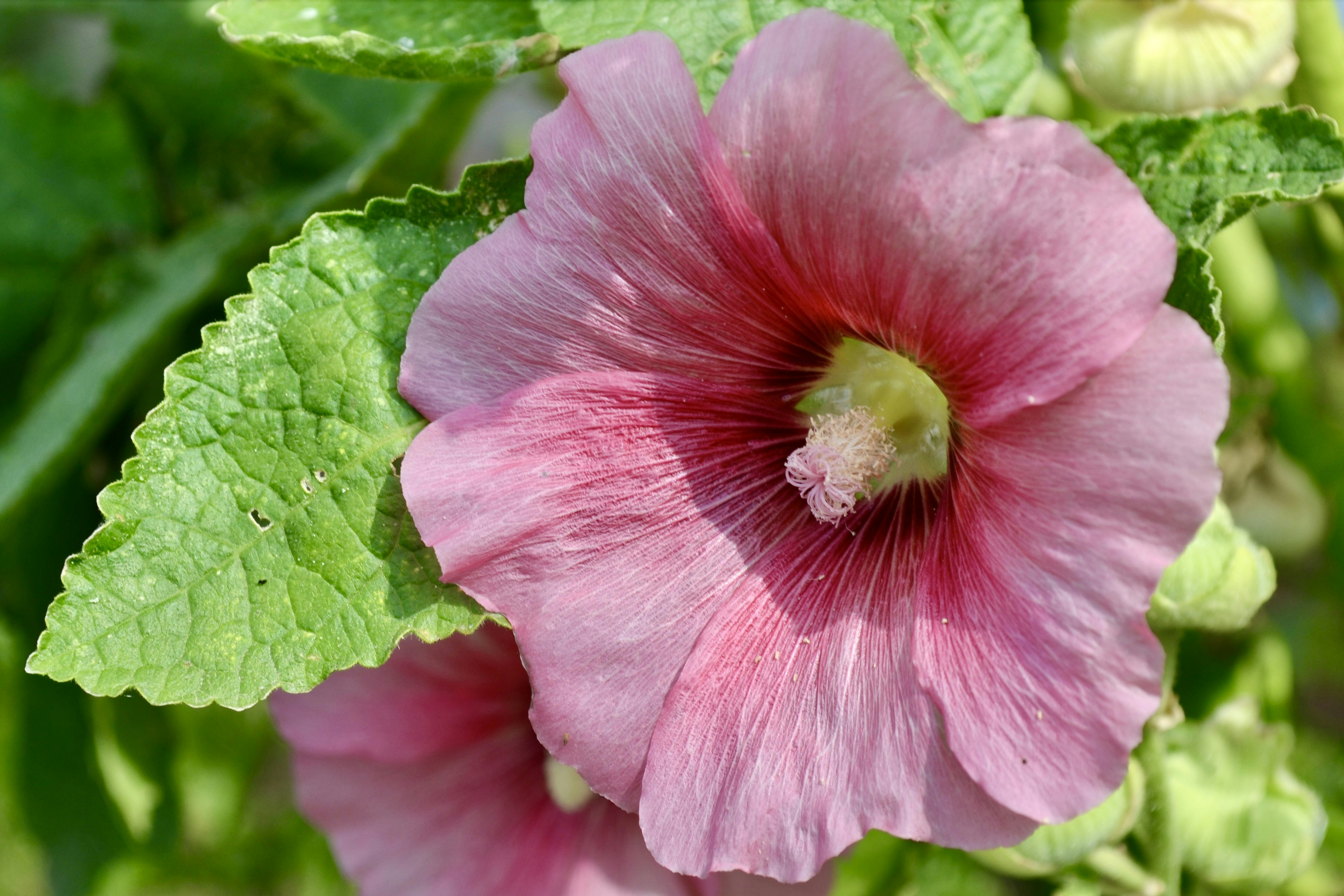 Pink hibiscus in sunlit garden with lush green leaves
