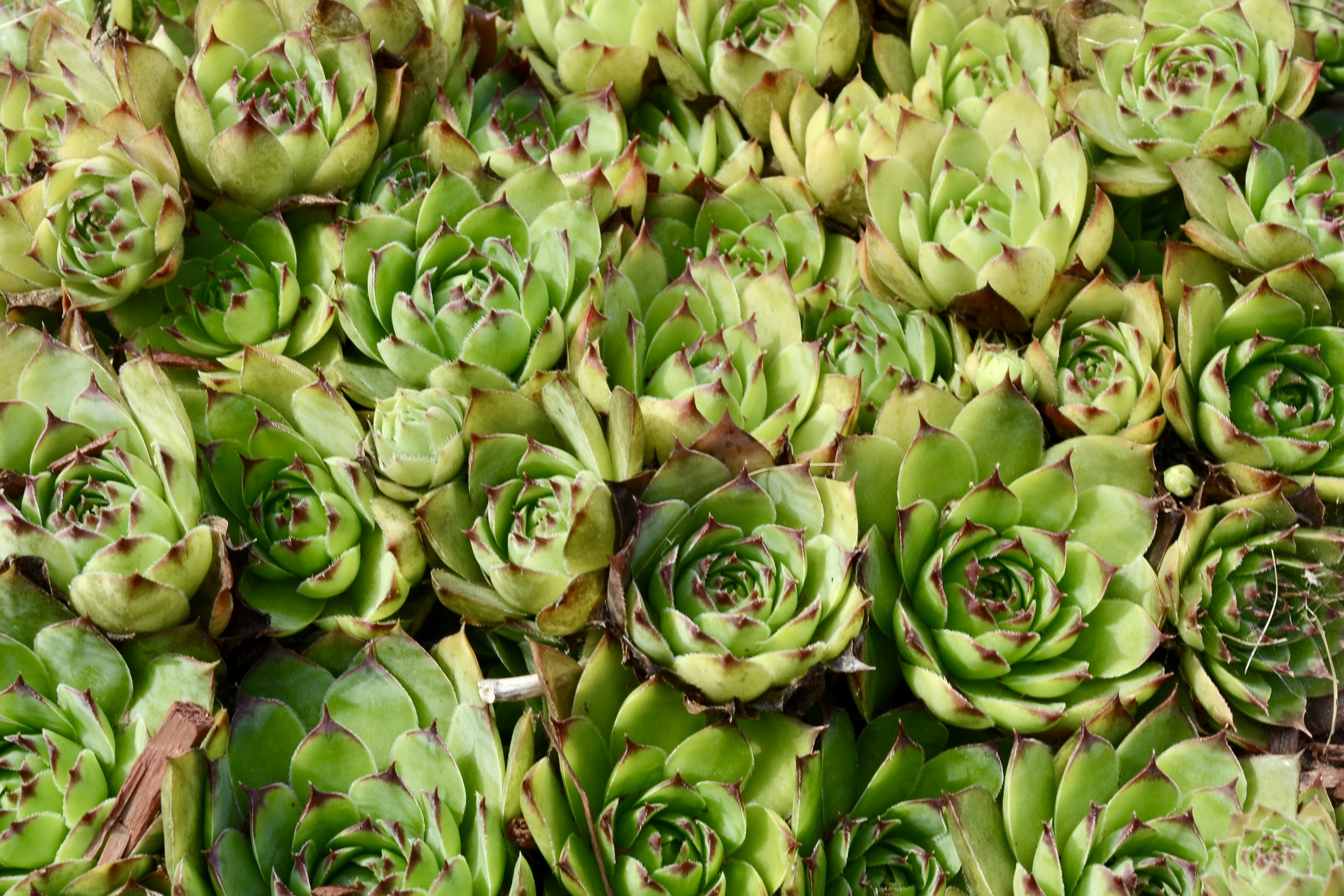 Green Rosette Field: A Sea of Succulent Ornaments