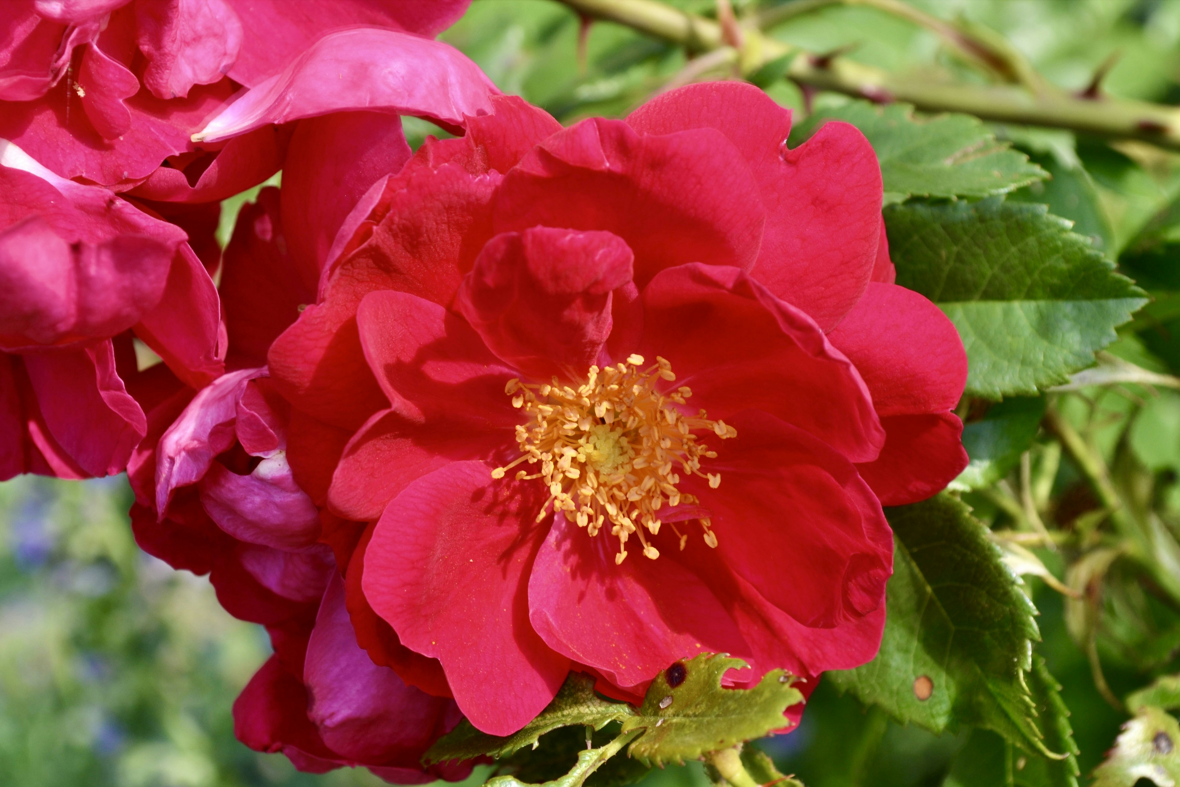 Crimson Rose in Focus: Centered Bloom Amid Greenery