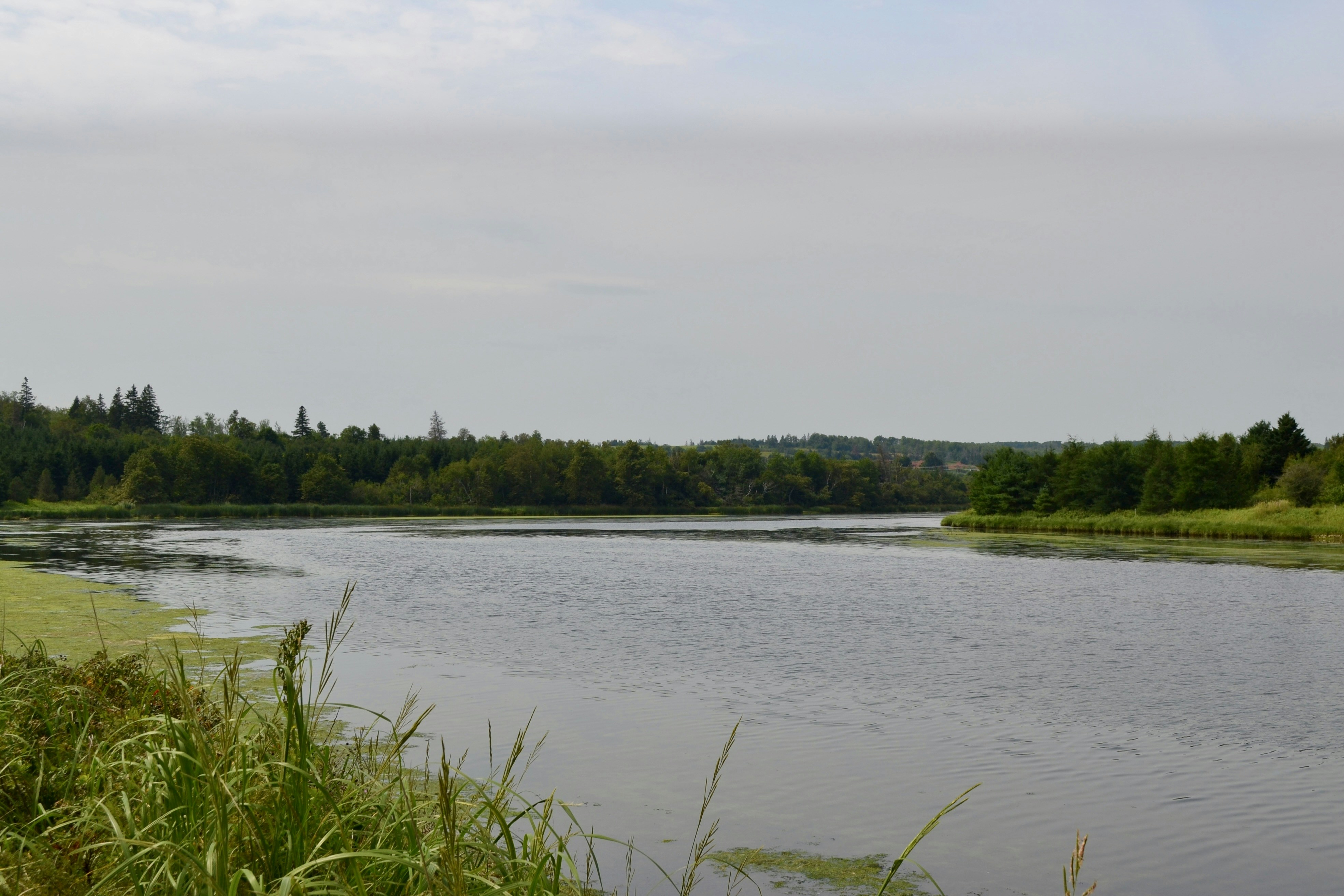 Quiet Bend: A Riverbank Framed by Wild Grasses