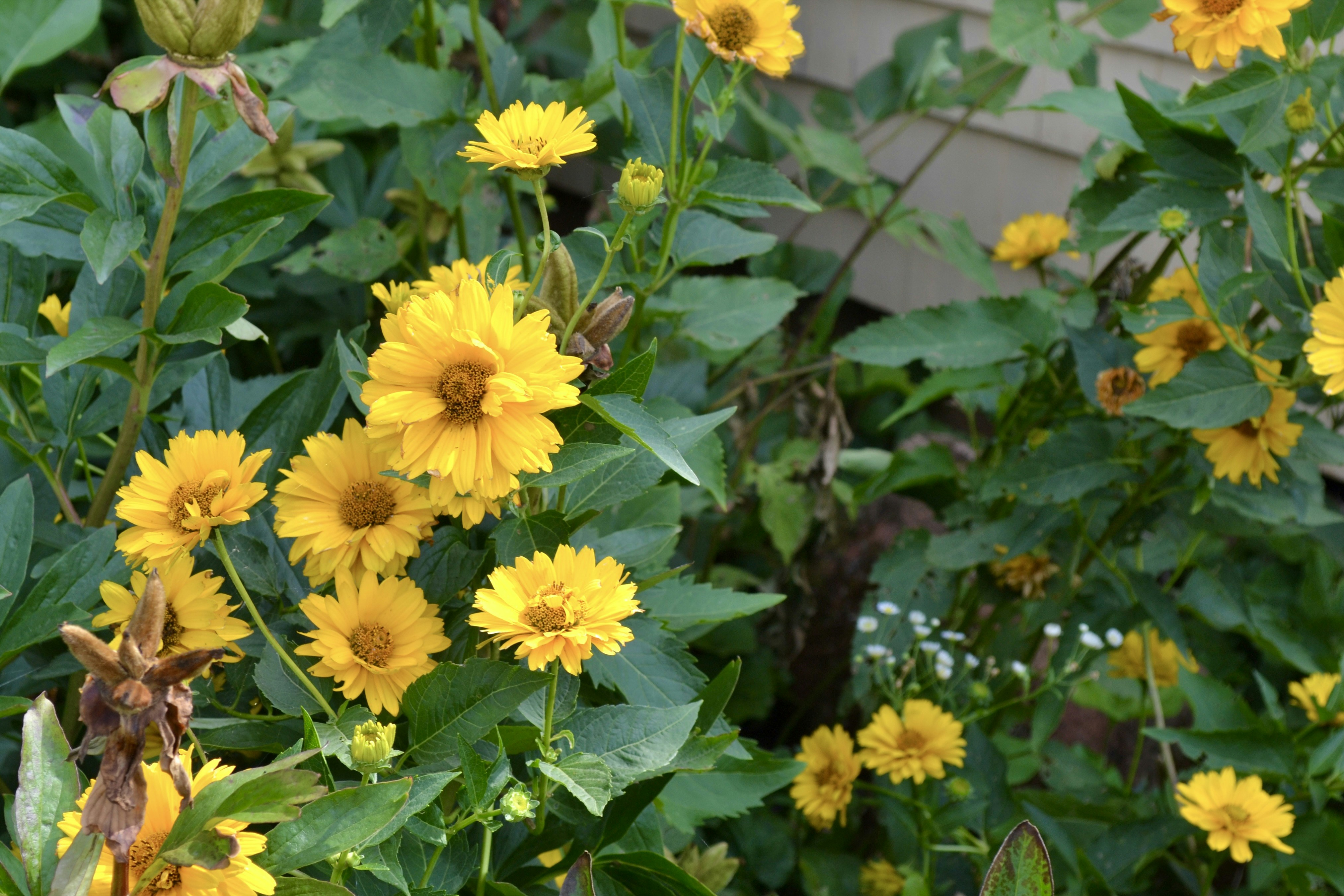 Sunlit Sunflowers: A Bold Patch of Golden Faces