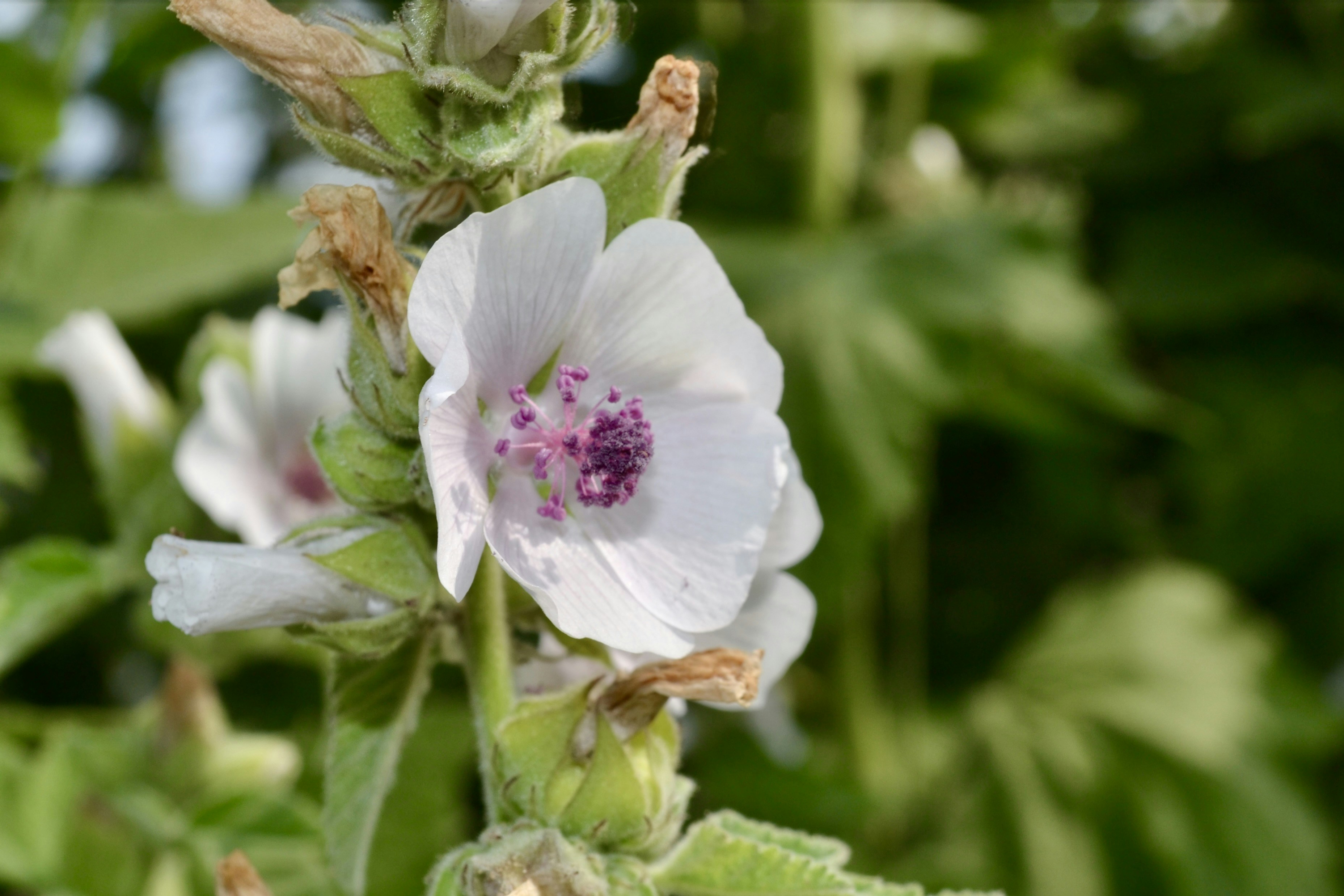White-mauve blossom on sunlit stem with fuzzy foliage