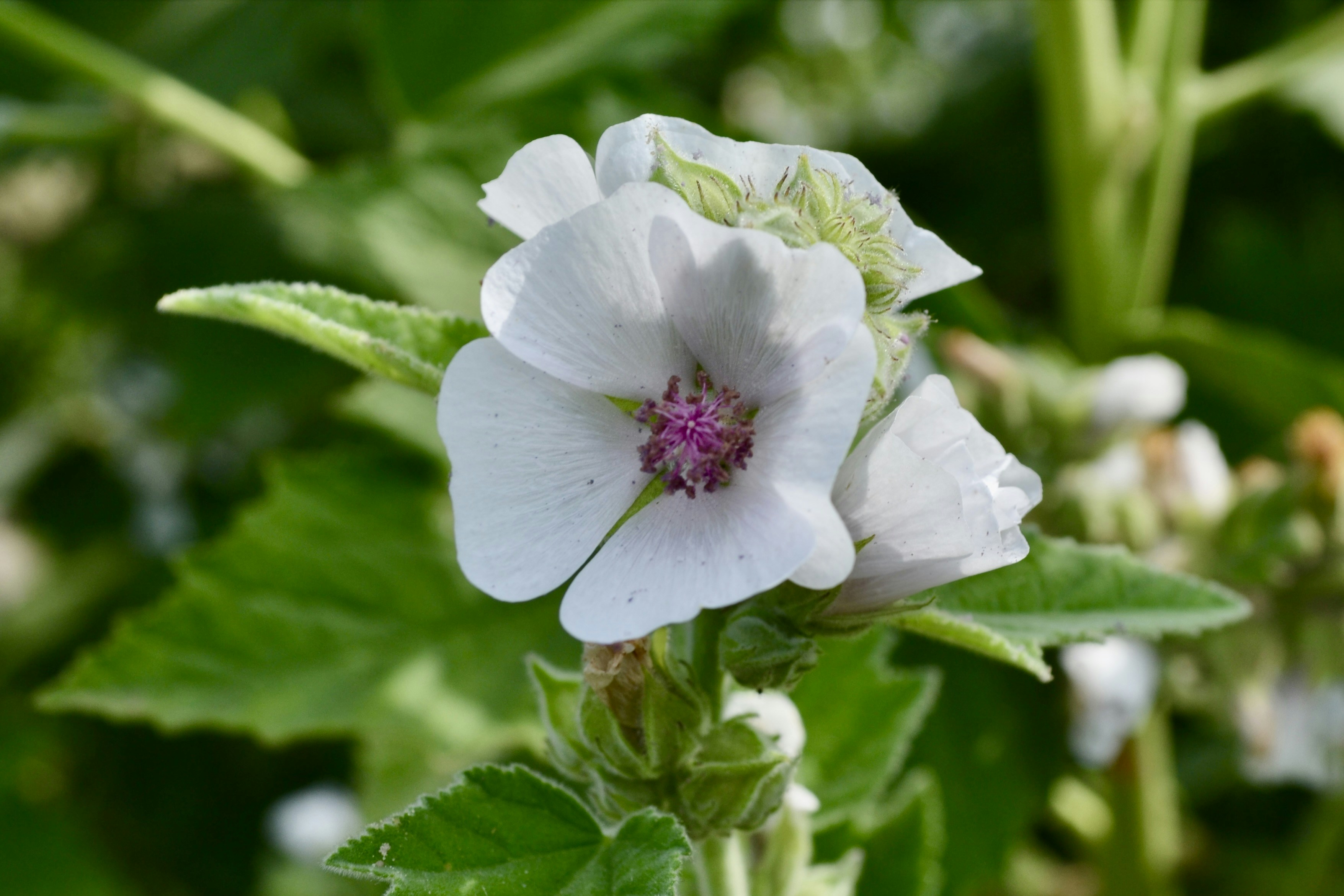 White Evening Primrose Bloom in Petaled Focus