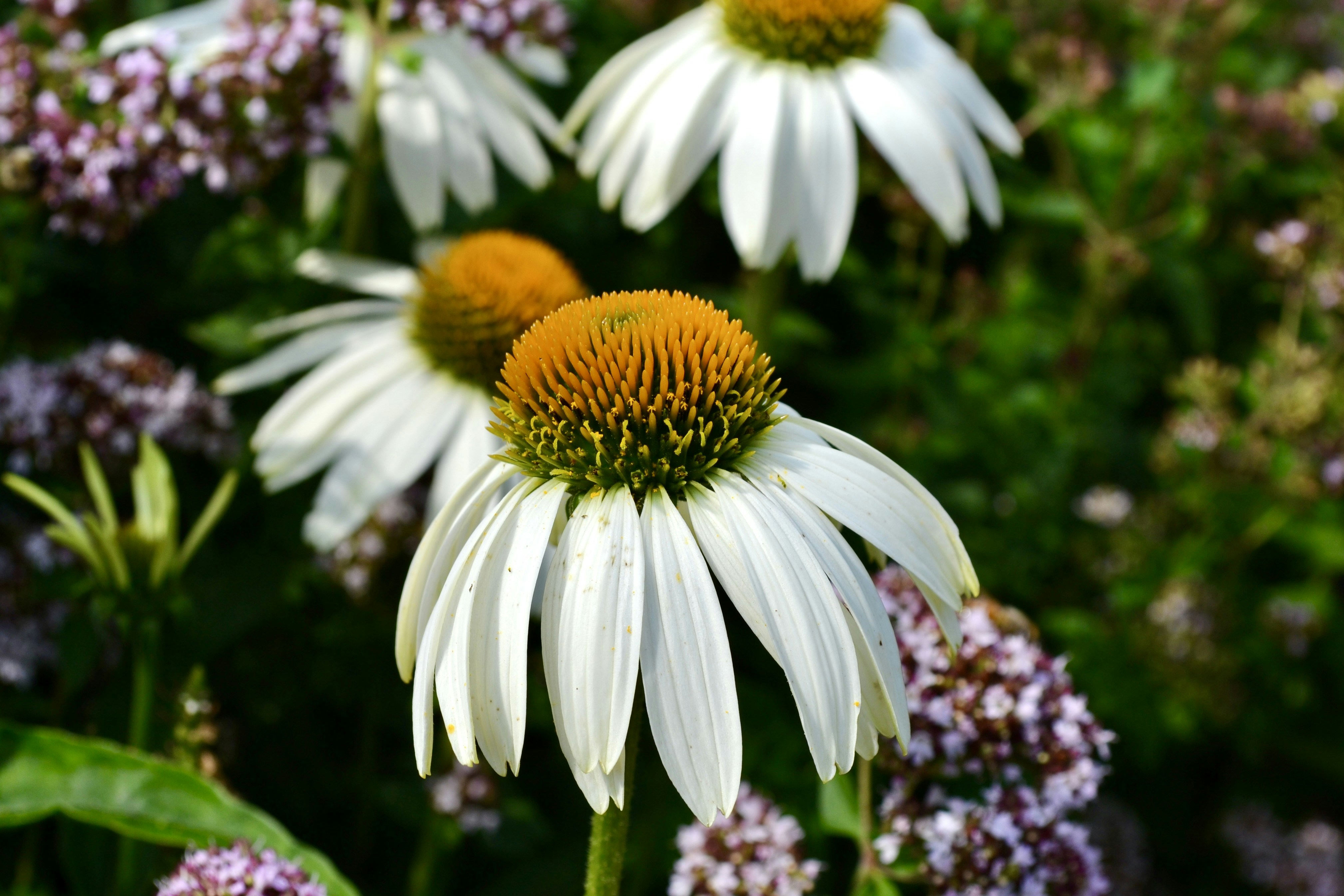 Sunlit Cone Flower Portrait: Golden Center in White Petals