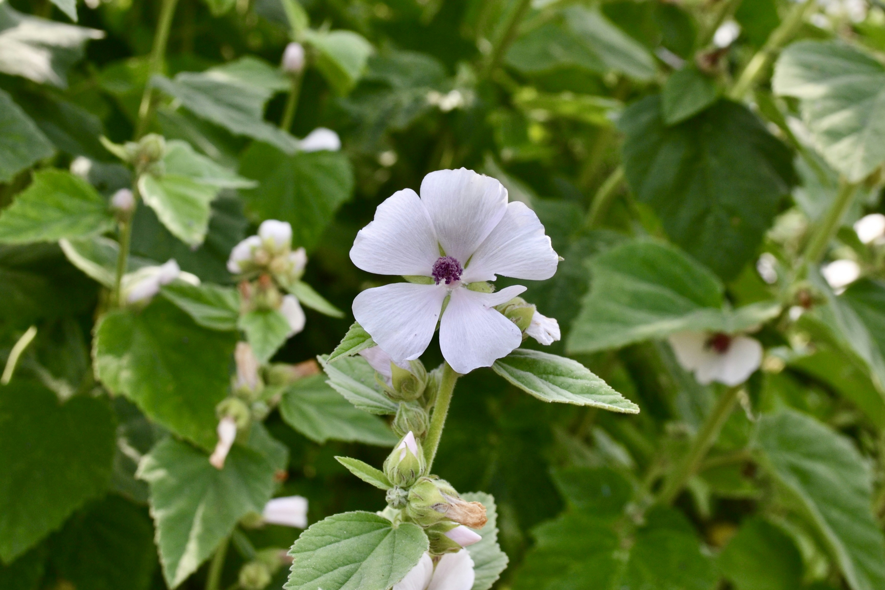 Soft lilac bloom anchored by a halo of green foliage